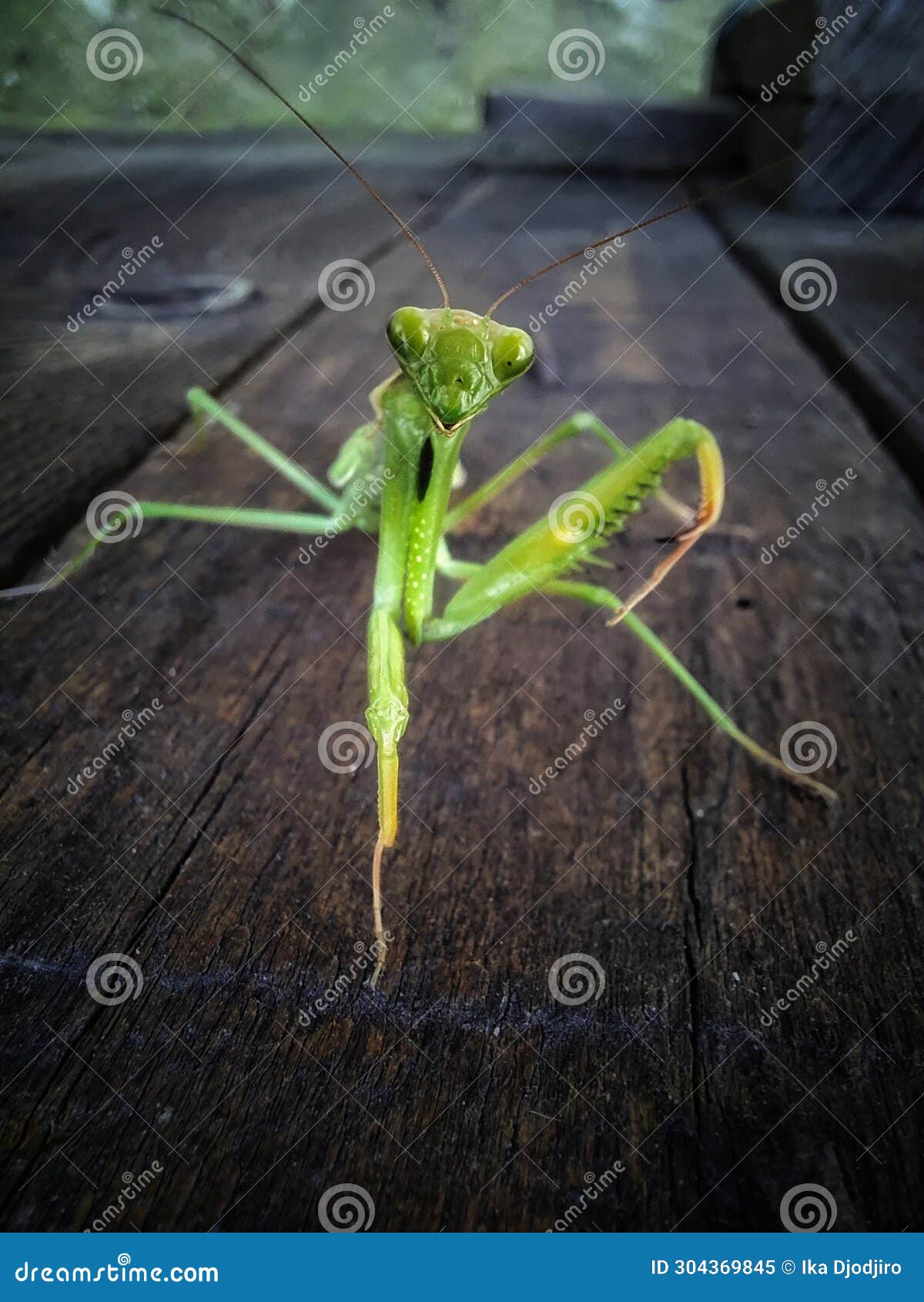 Praying mantis macro stock image. Image of black, carnivore - 304369845