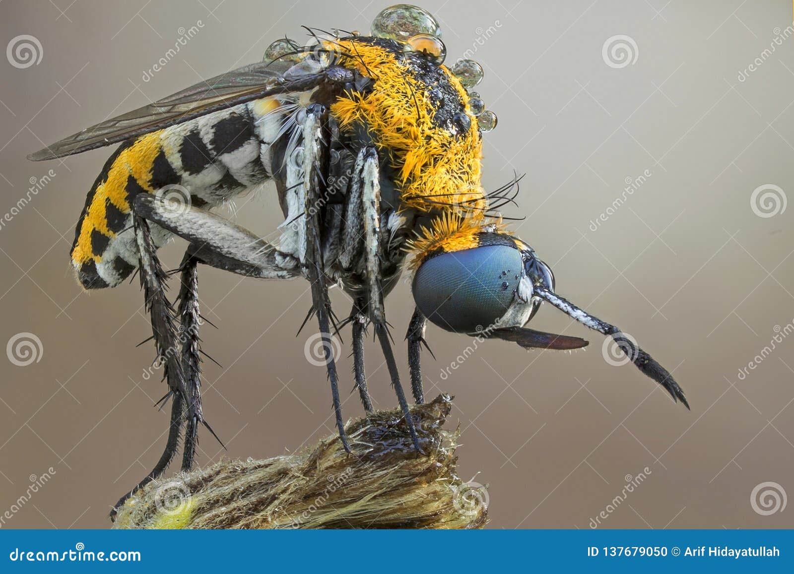 Praying mantis flying stock photo. Image of natural - 137679050