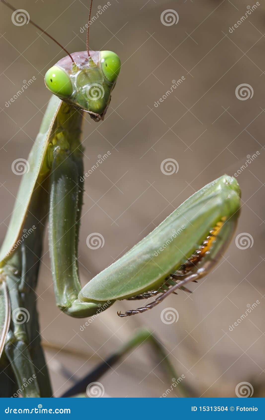 Praying Mantis Macro Portrait Stock Photo - Image of praying, portrait ...