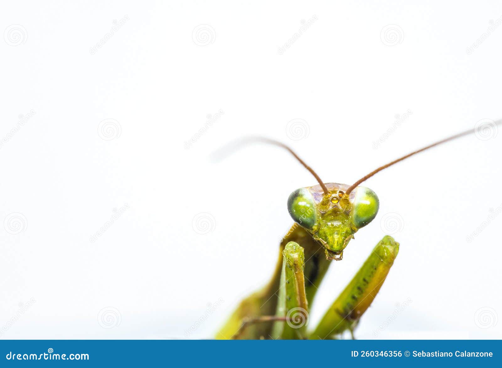 Praying Mantis Macro Portrait in Detail on White Background Stock Photo ...