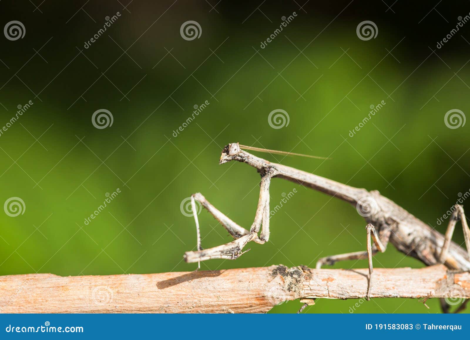 Praying mantis macro stock image. Image of nature, arthropod - 191583083