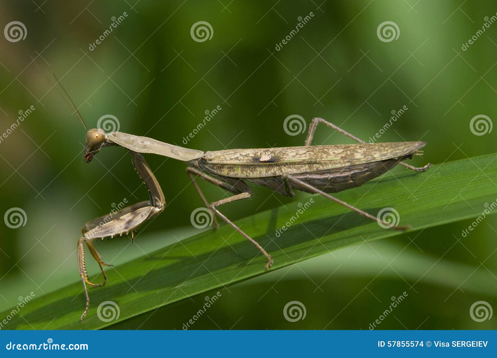 Praying mantis Madagascar stock photo. Image of leaf - 57855574
