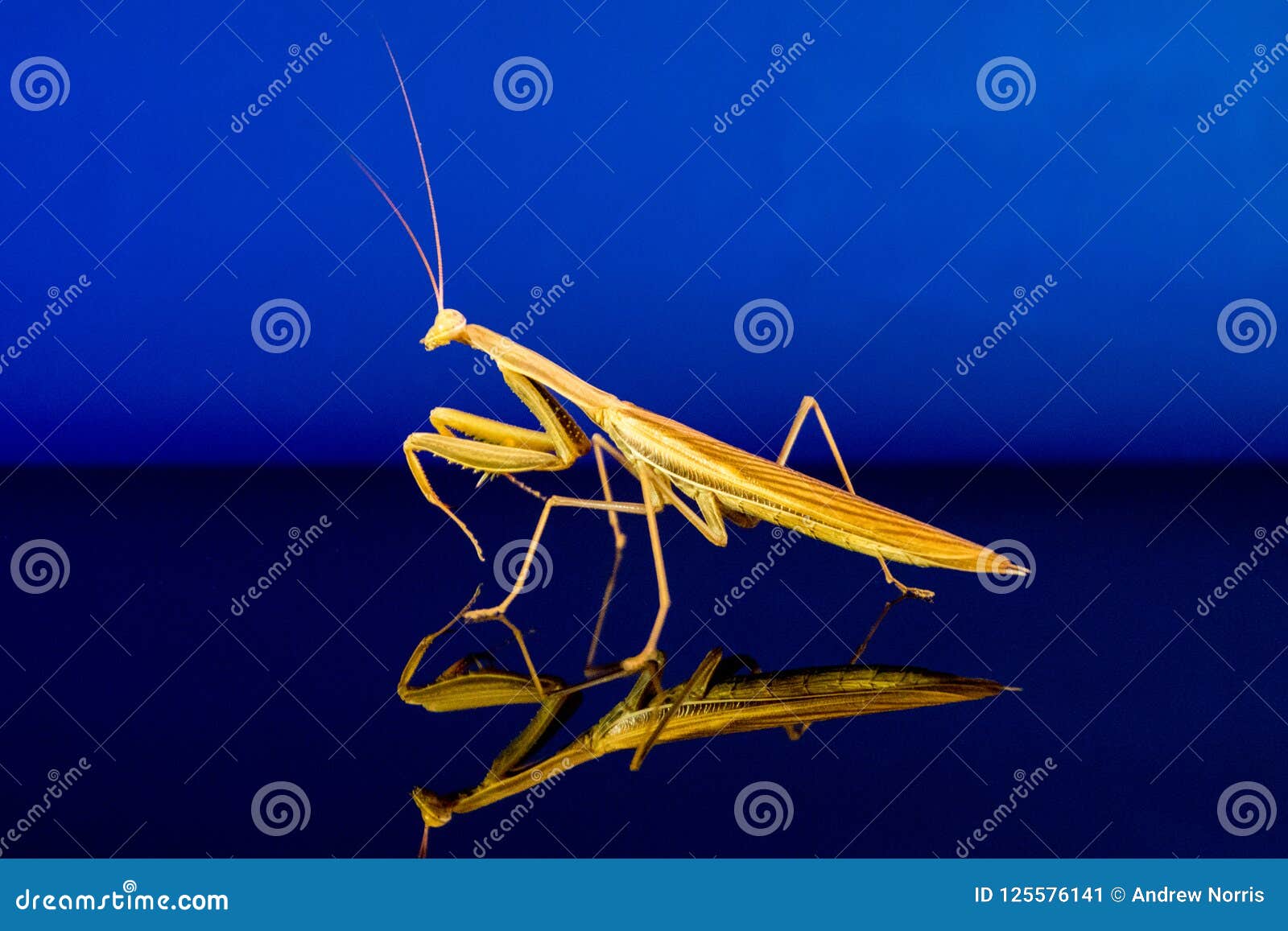 Praying Mantis stock image. Image of background, indoors - 125576141