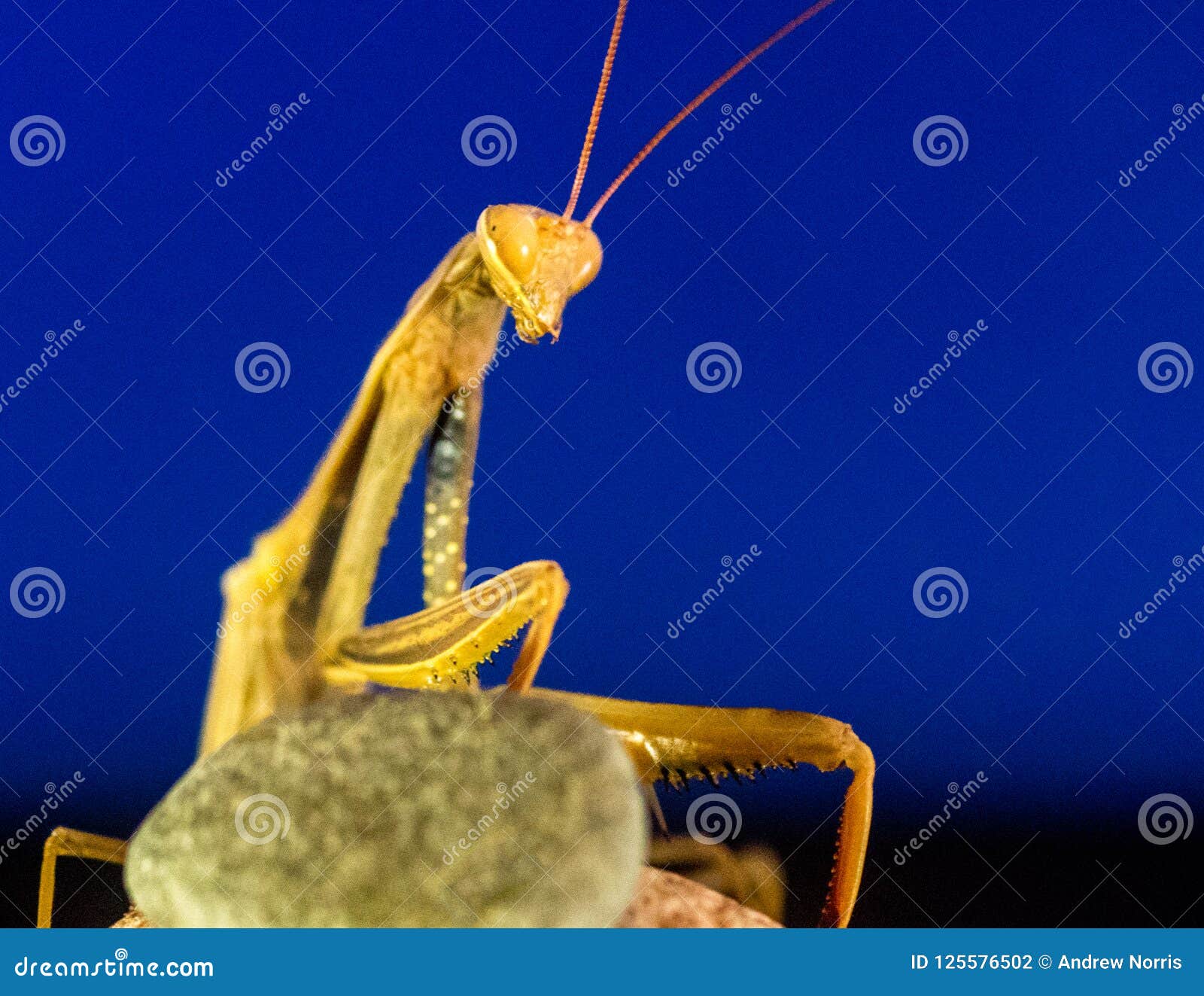 Praying Mantis stock photo. Image of beach, stacked - 125576502