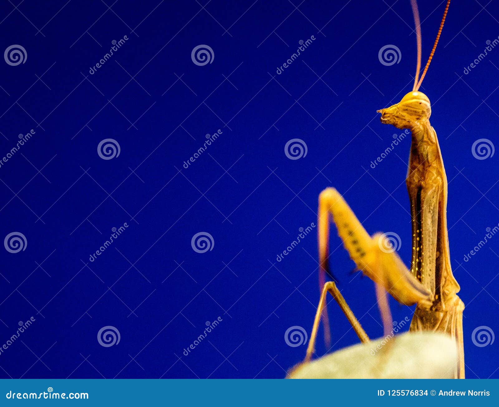 Praying Mantis stock photo. Image of rocks, female, stack - 125576834