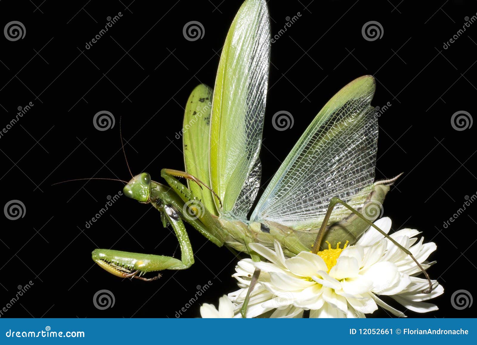 Praying Mantis / Mantis Religiosa Stock Image - Image of shell, nature ...