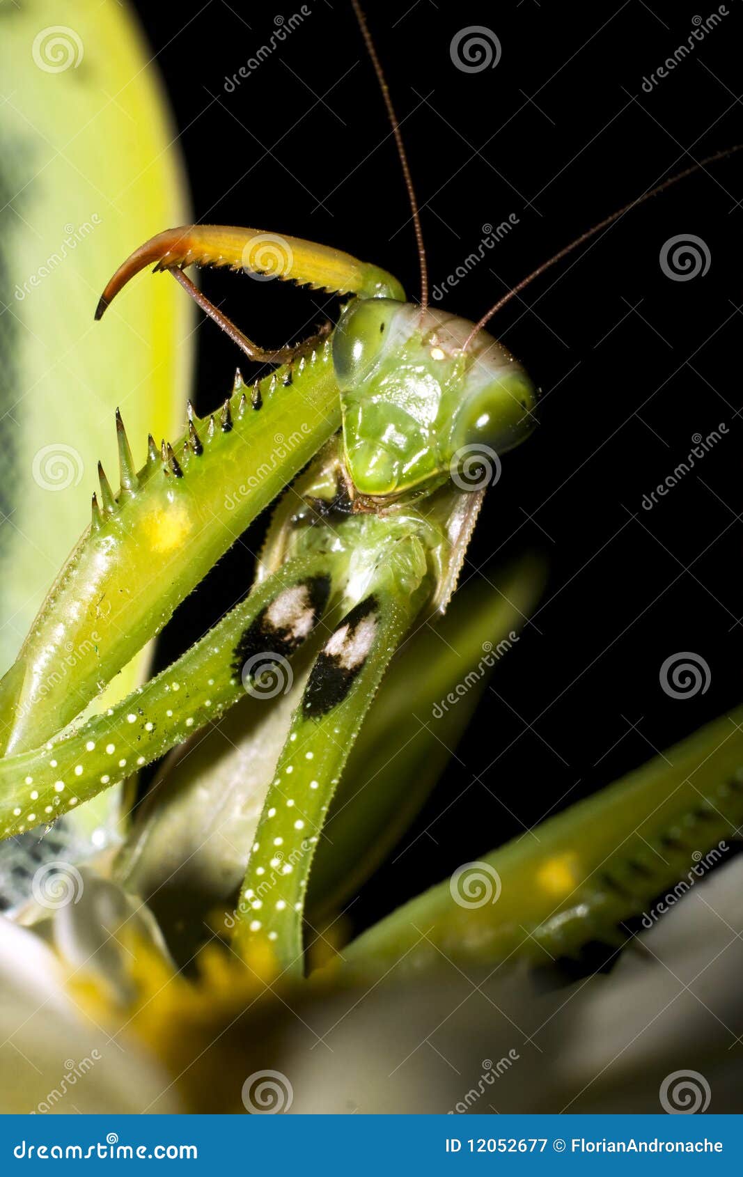 Praying Mantis / Mantis Religiosa Stock Image - Image of isolated ...