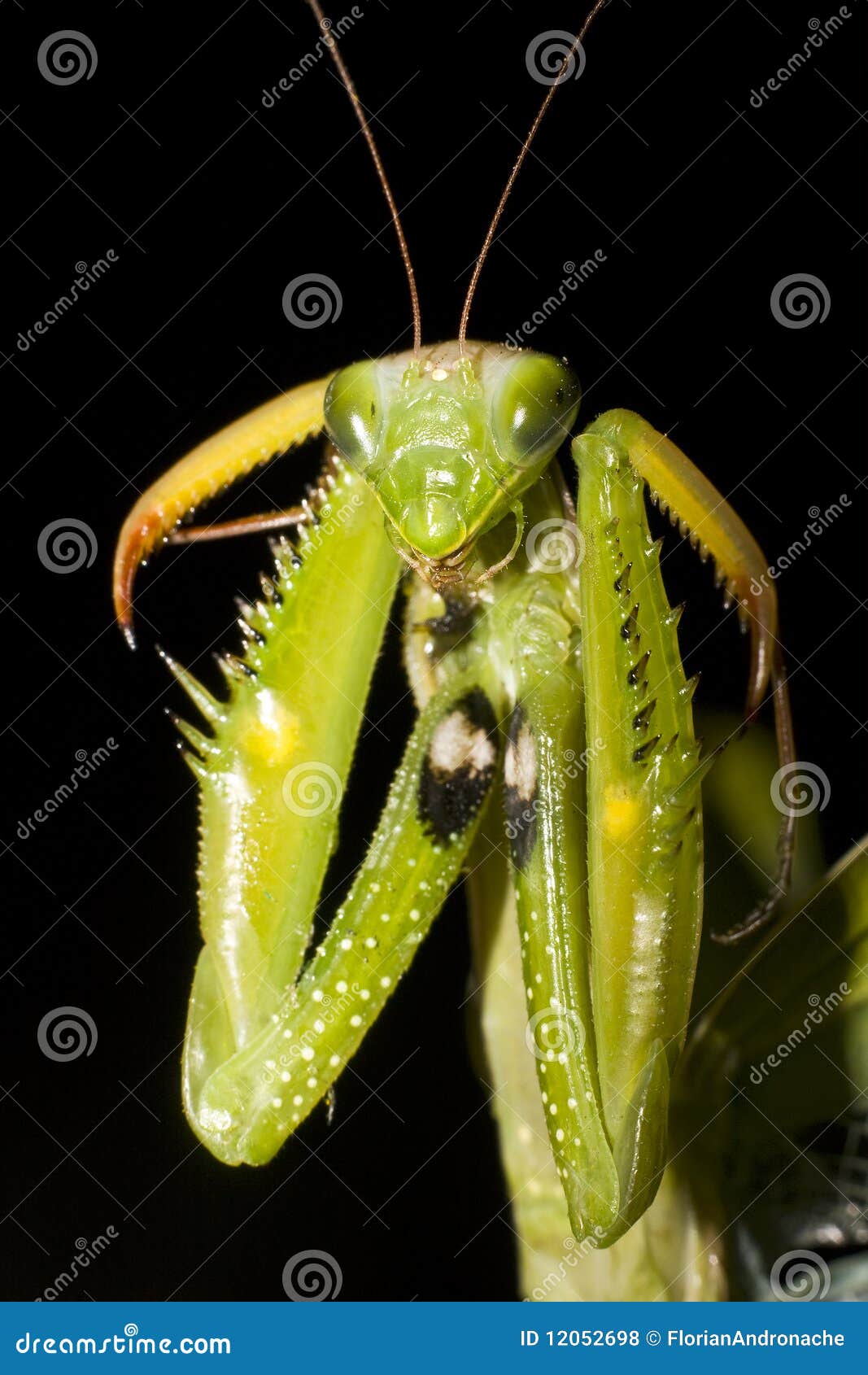 Praying Mantis / Mantis Religiosa Stock Photo - Image of antenna, water ...