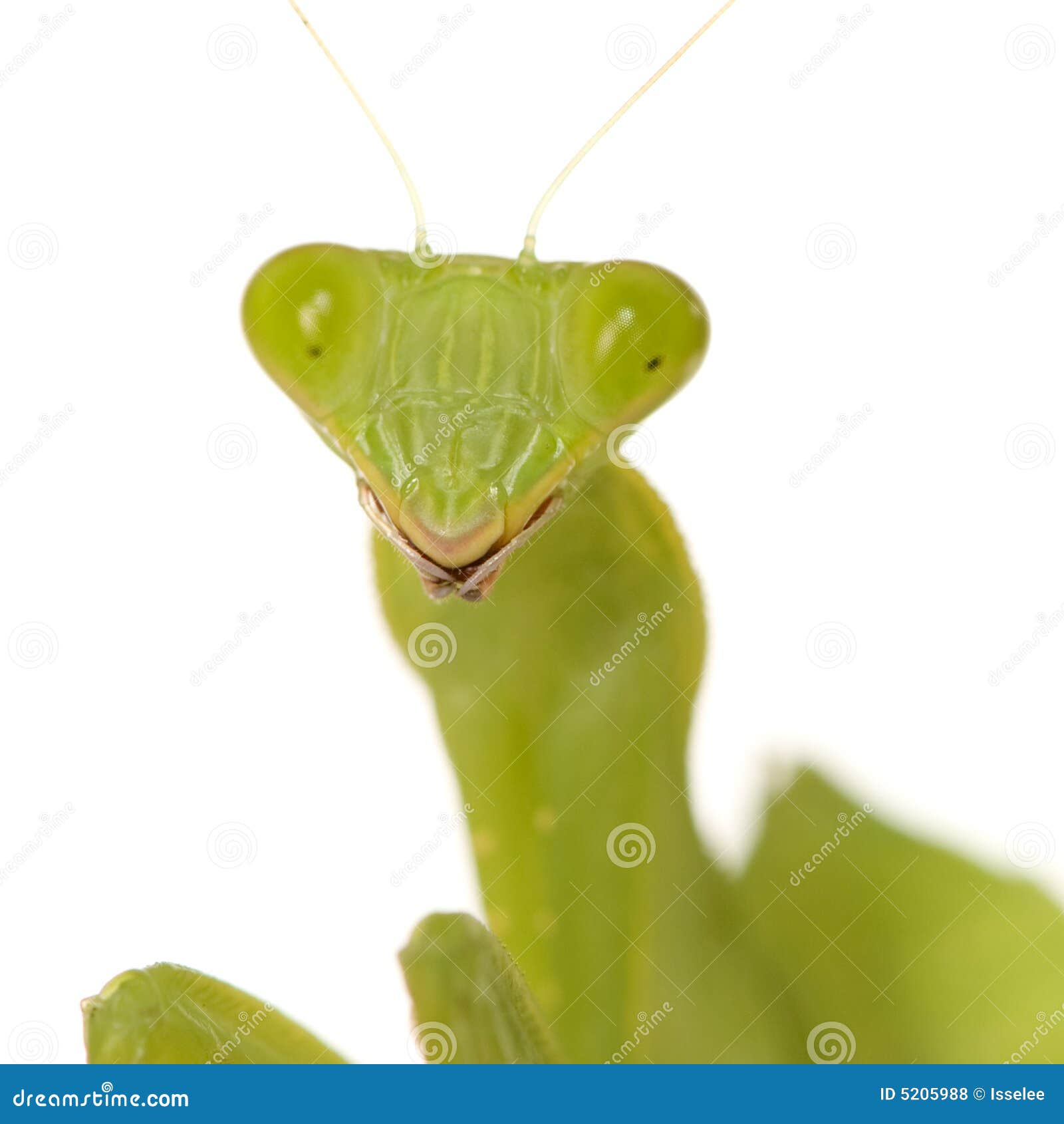 Mantis Religiosa Insecto Stock Photography | CartoonDealer.com #179433116