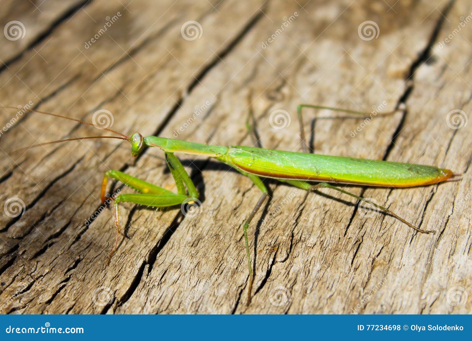 Praying Mantis (Mantis Religiosa) Stock Photo - Image of claw ...