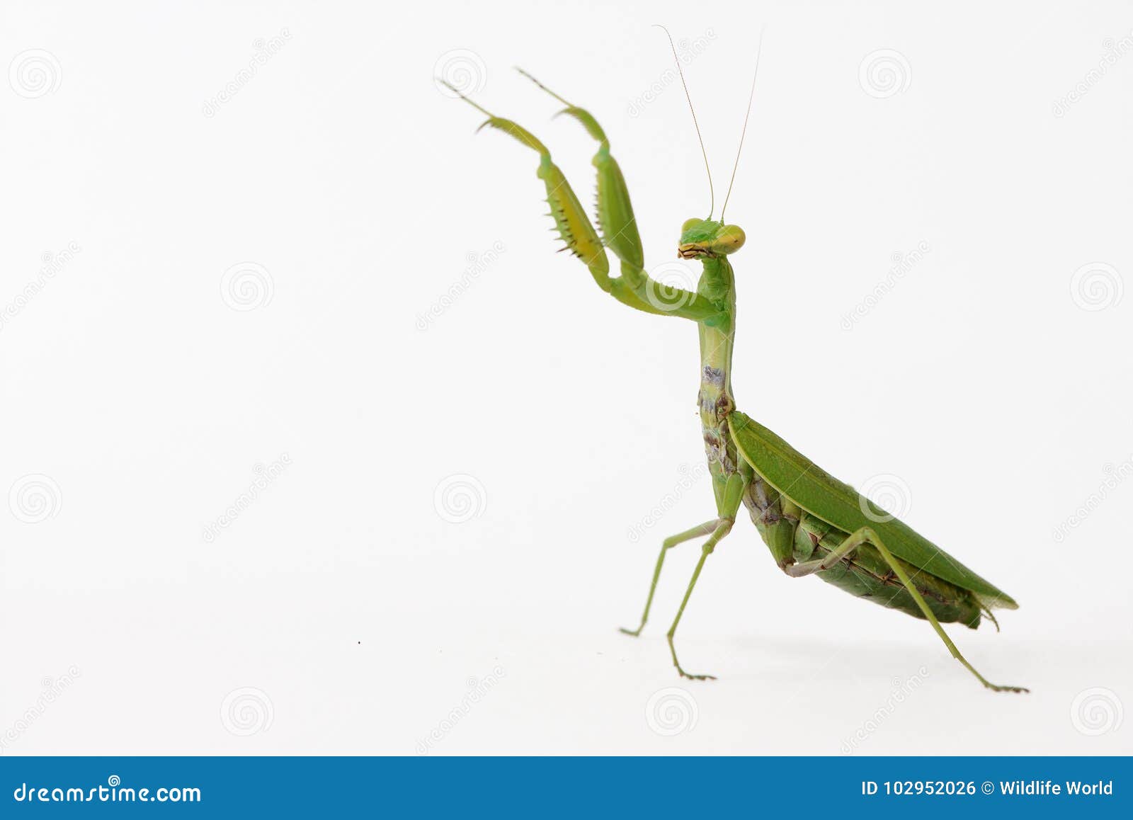 Mantis Religiosa Insecto Stock Photography | CartoonDealer.com #179433116