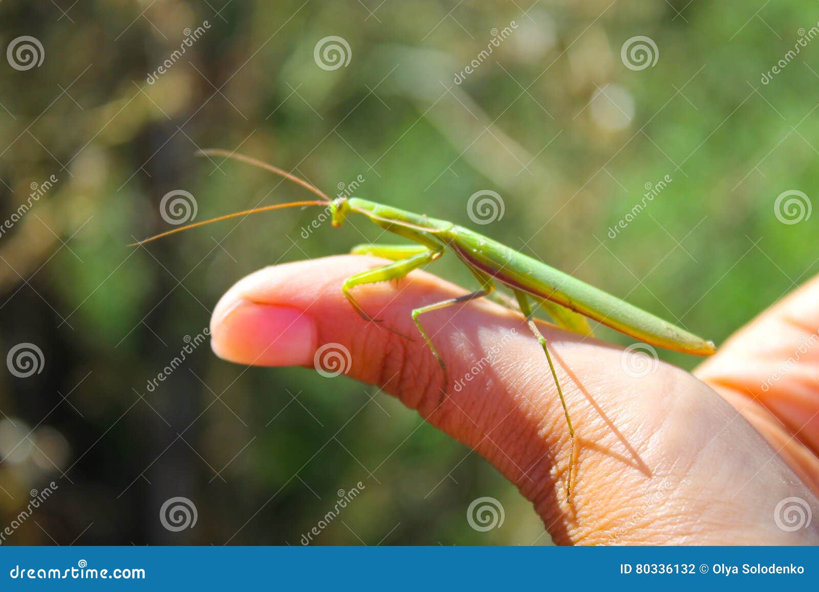 Praying Mantis Mantis Religiosa Stock Photo - Image of creature, hand ...