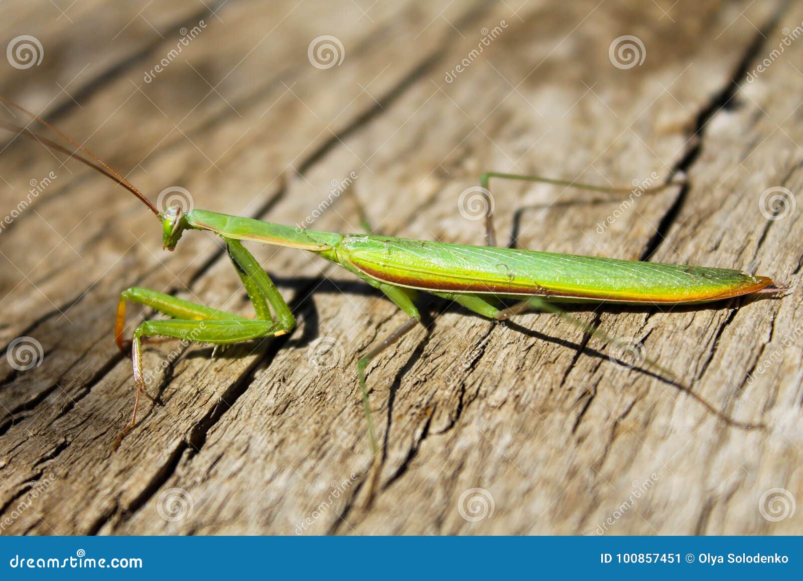 Praying Mantis Mantis Religiosa Stock Image - Image of large, natural ...