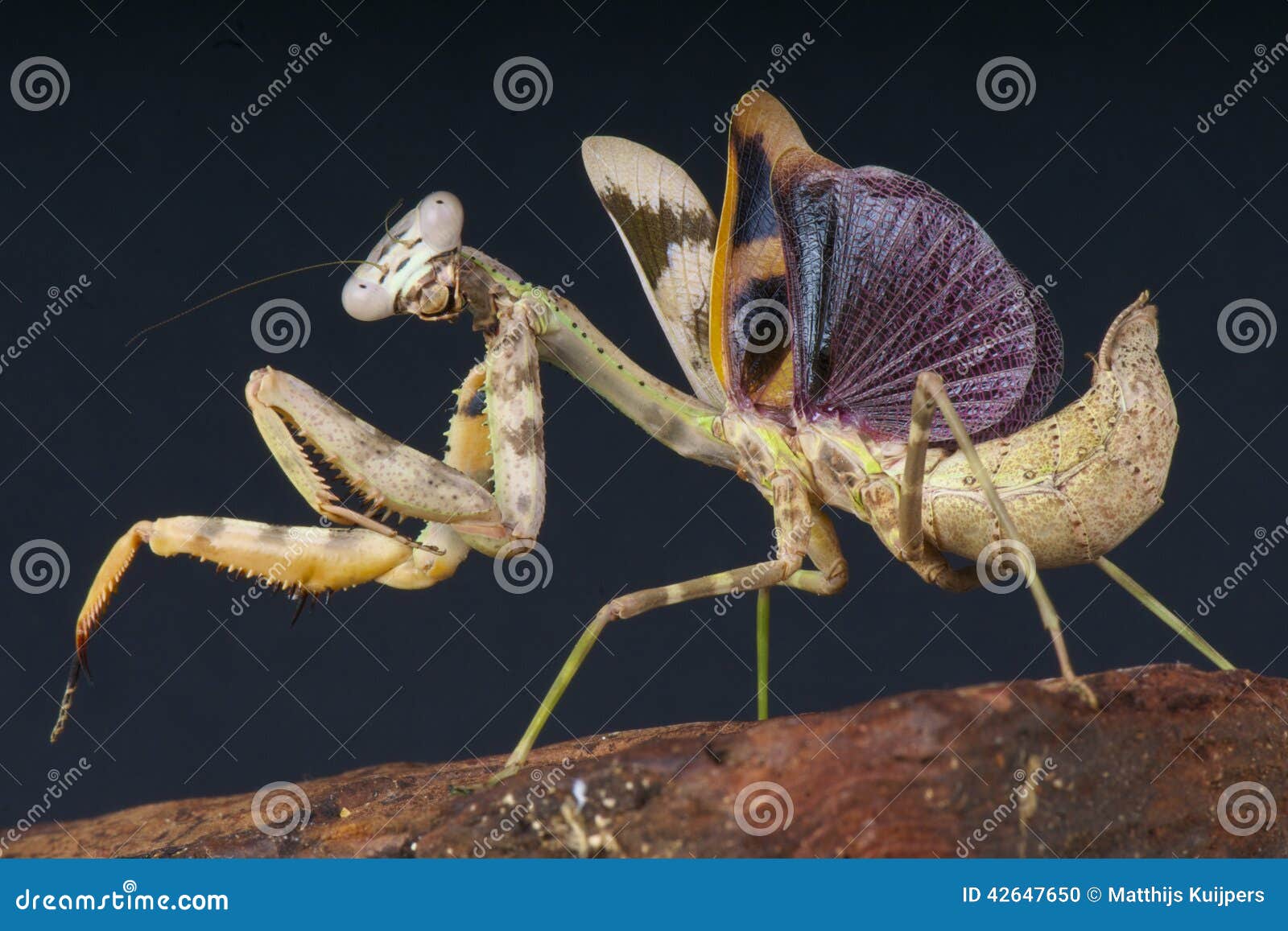 Praying mantis stock photo. Image of africa, brown, predatory - 42647650