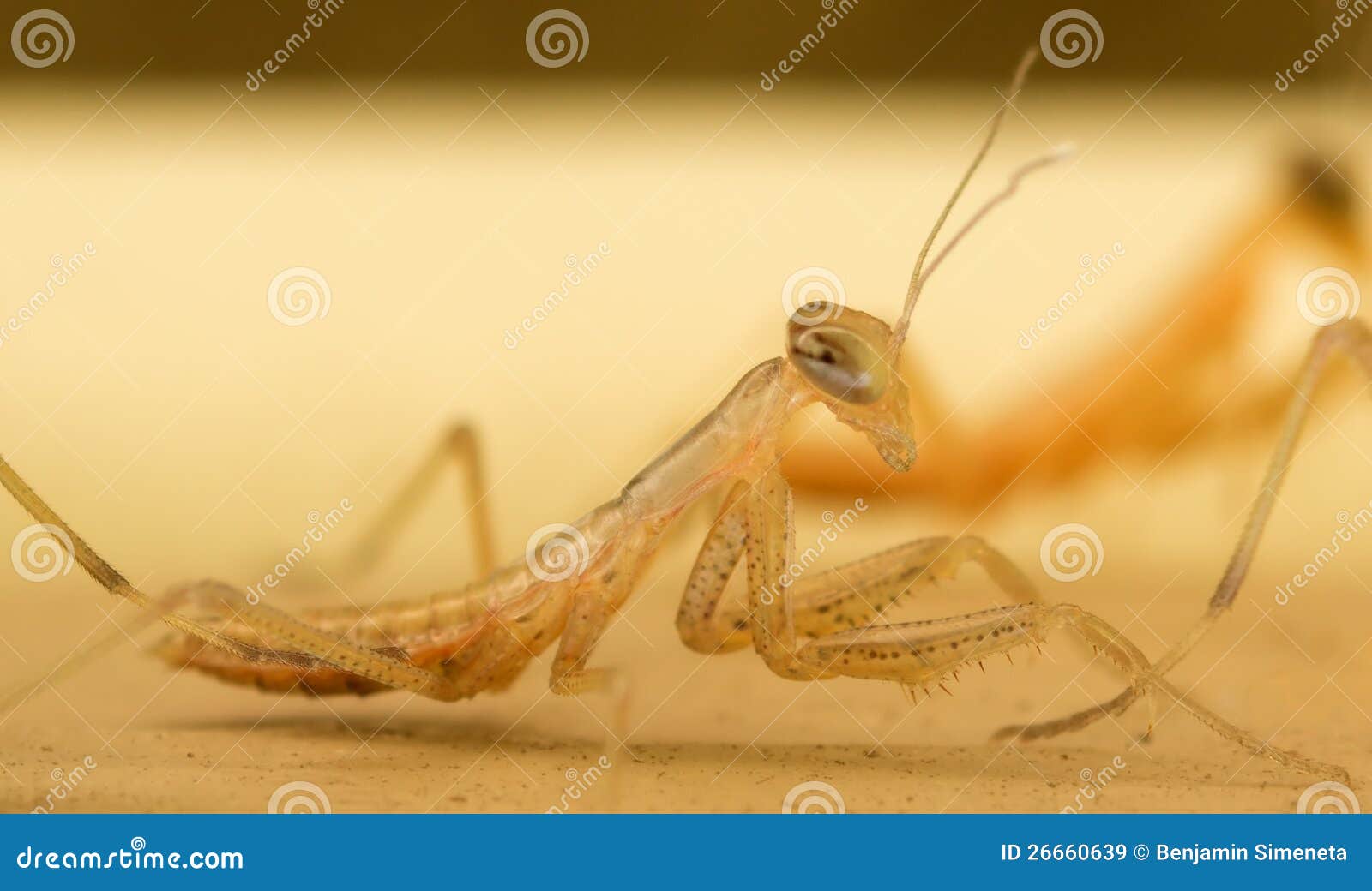 Praying Mantis (Mantodea) Nymph Stock Image - Image of closeup, control ...