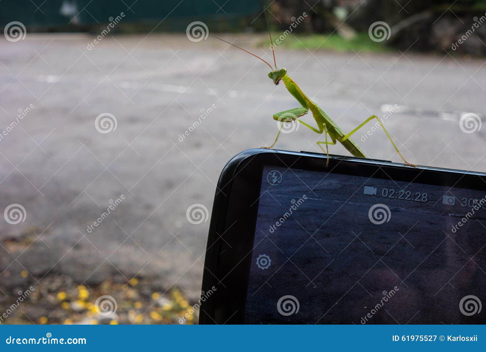 Praying Mantis Mobile Phone Stock Photos - Free & Royalty-Free Stock ...