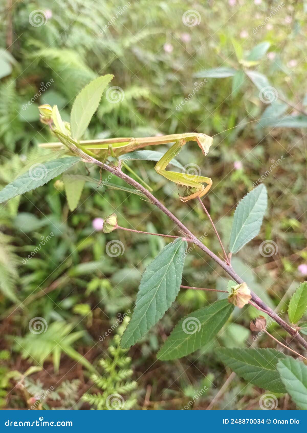 Praying mantis in nature stock photo. Image of nature - 248870034