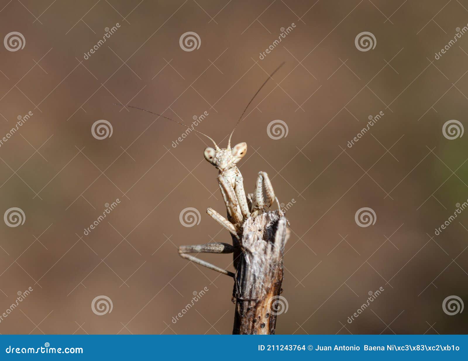 Praying Mantis in the Nature Stock Photo - Image of nature, close ...