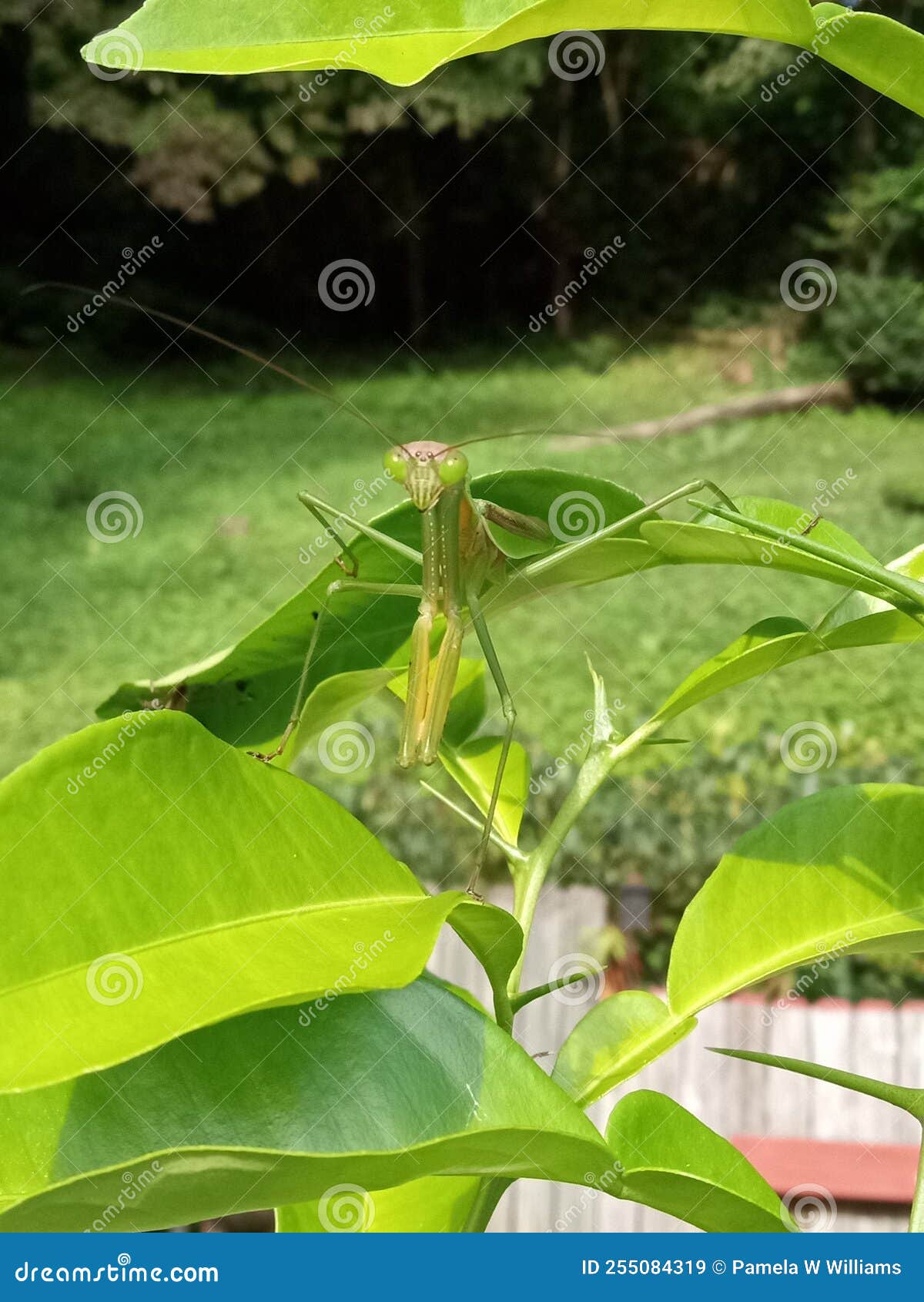 Praying Mantis on NC Plant stock image. Image of plant - 255084319