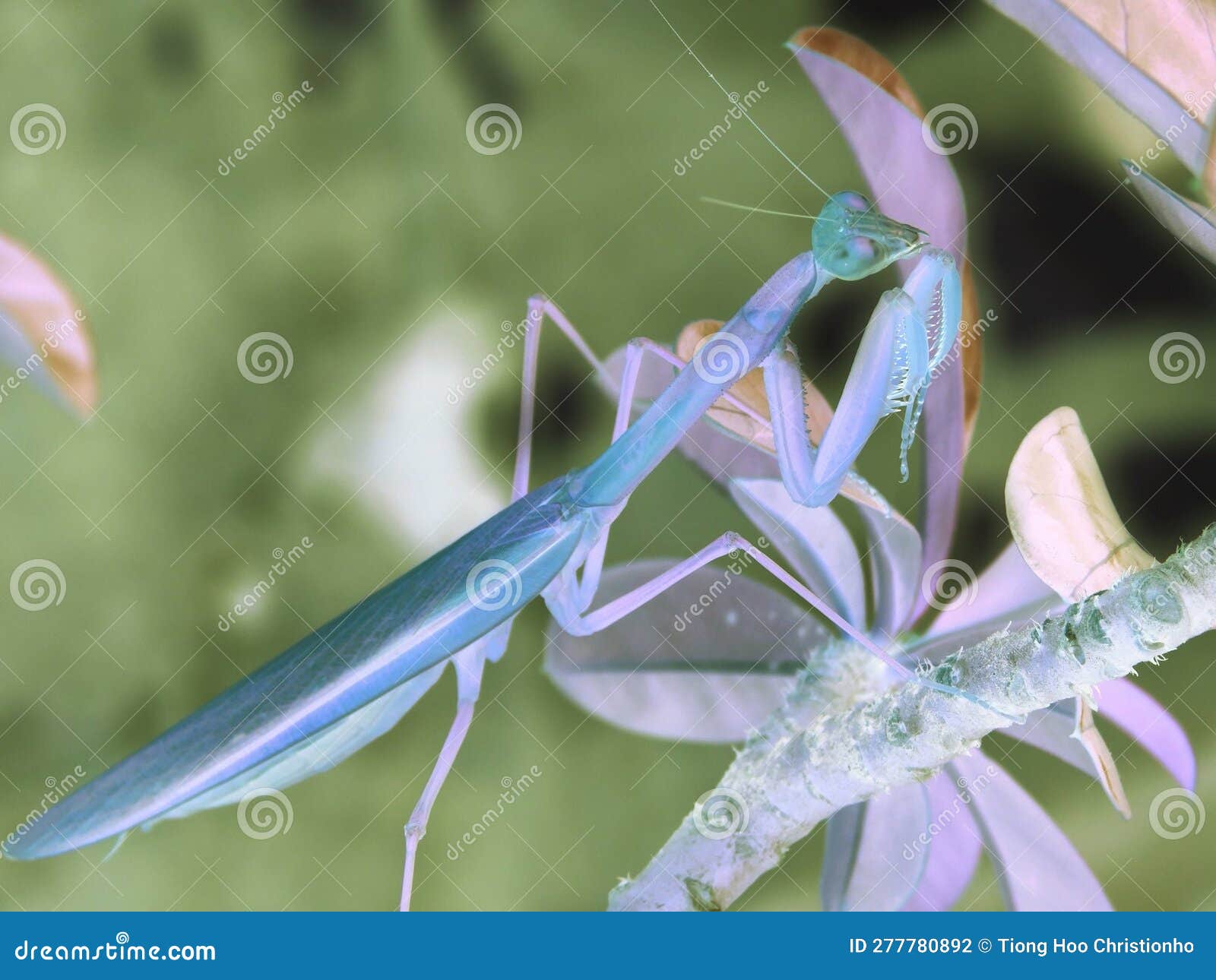 Praying Mantis in Negative Image Stock Photo - Image of bright, colors ...