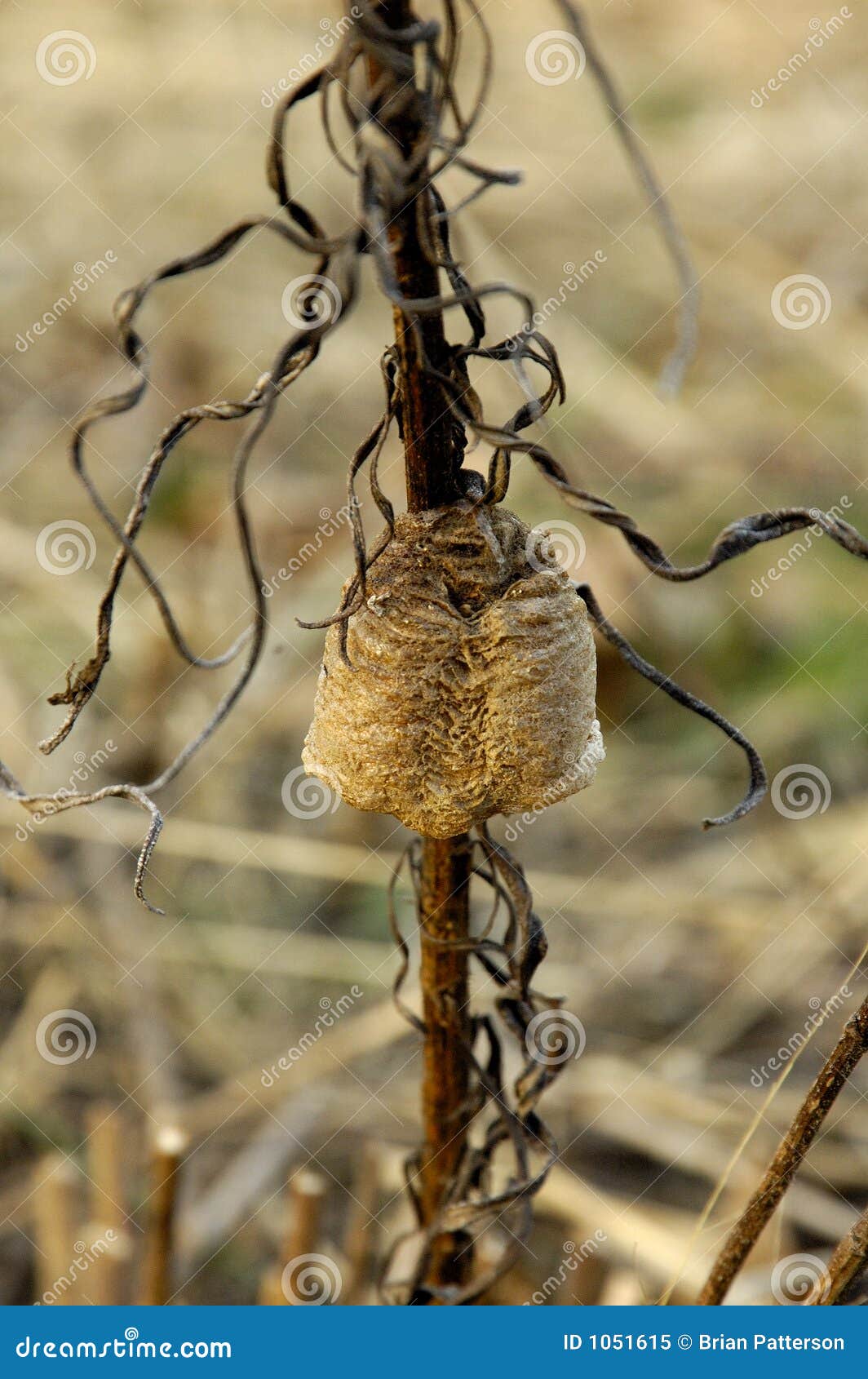Praying Mantis Nest stock image. Image of field, insects - 1051615