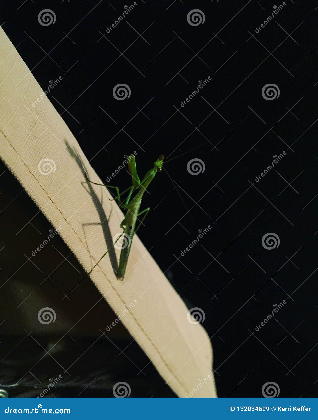 Praying mantis stock image. Image of night, mantis, posing - 132034699