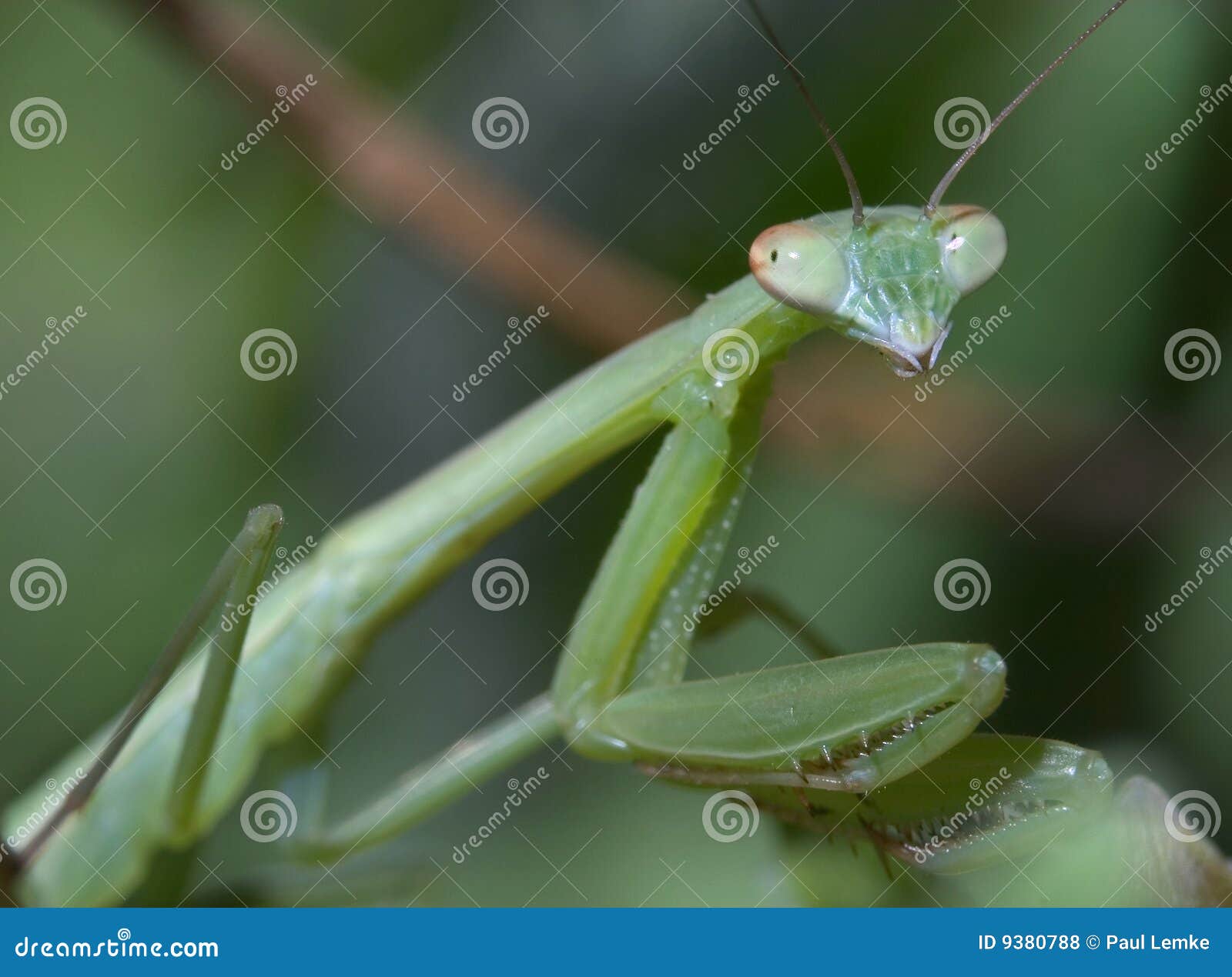 Praying Mantis Nymph stock photo. Image of creature, macro - 9380788