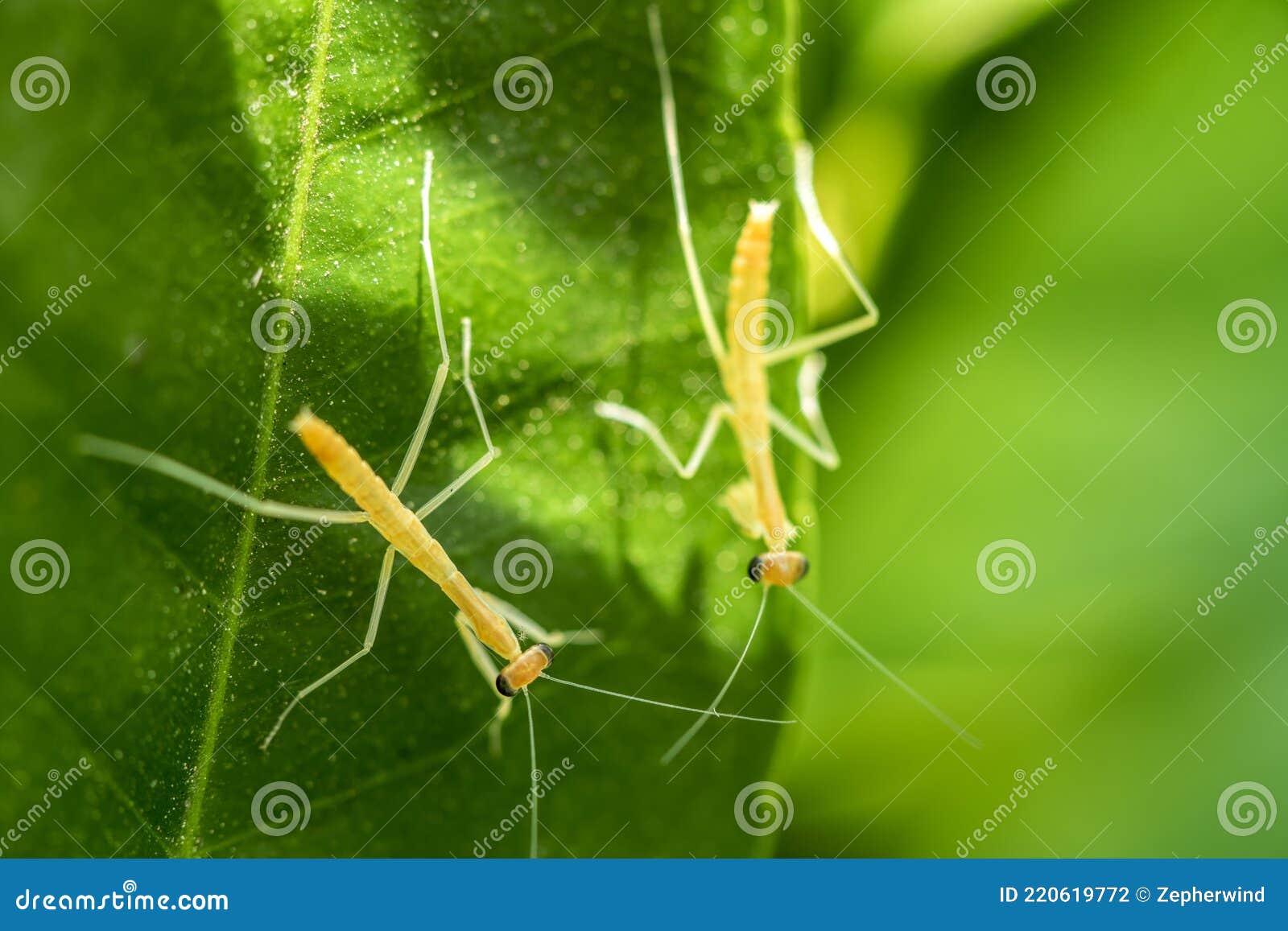 Praying mantis nymphs stock photo. Image of nymphs, outdoors - 220619772