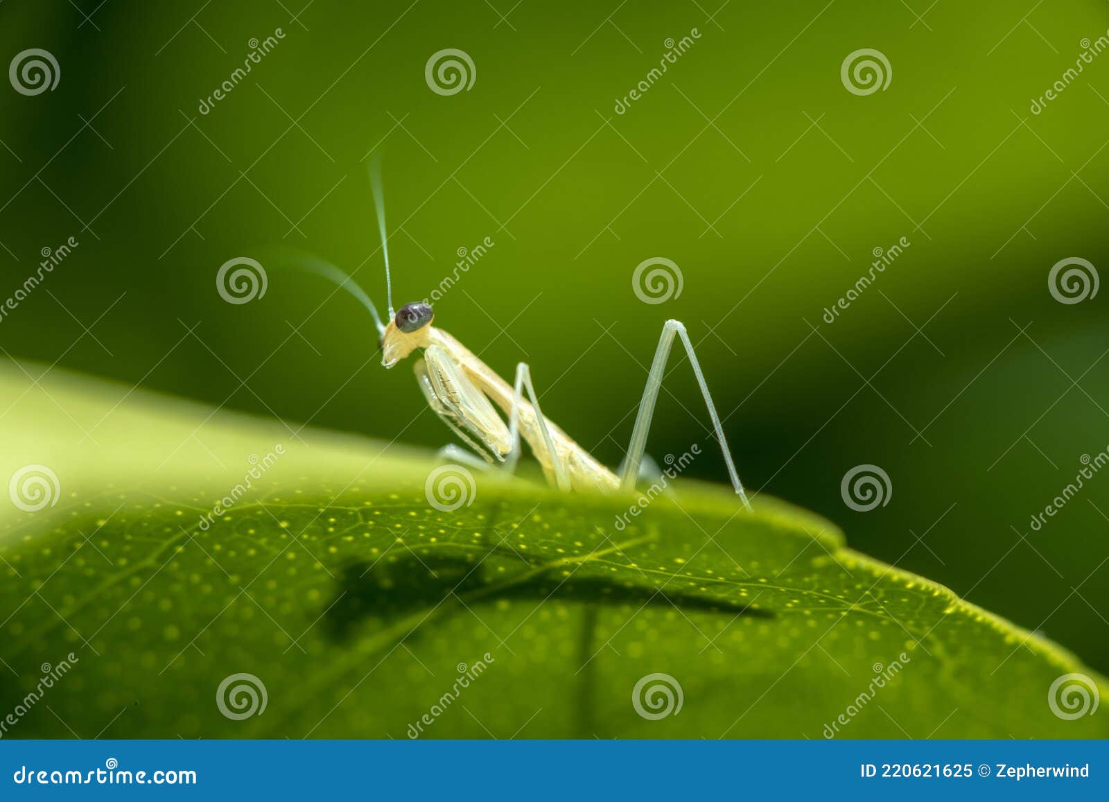 Praying mantis nymph stock image. Image of environment - 220621625