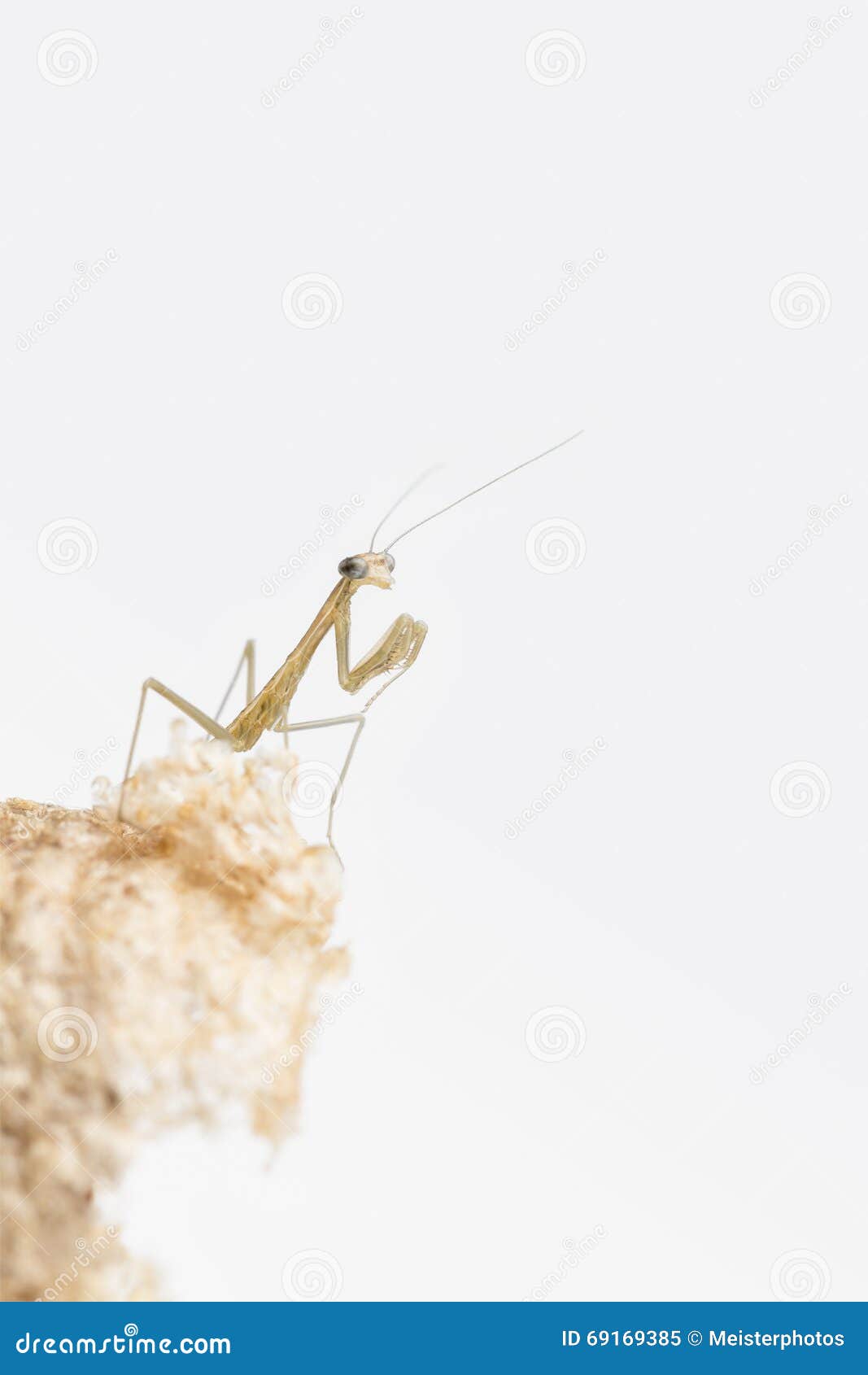 Praying mantis nymphs stock image. Image of insect, mantid - 69169385