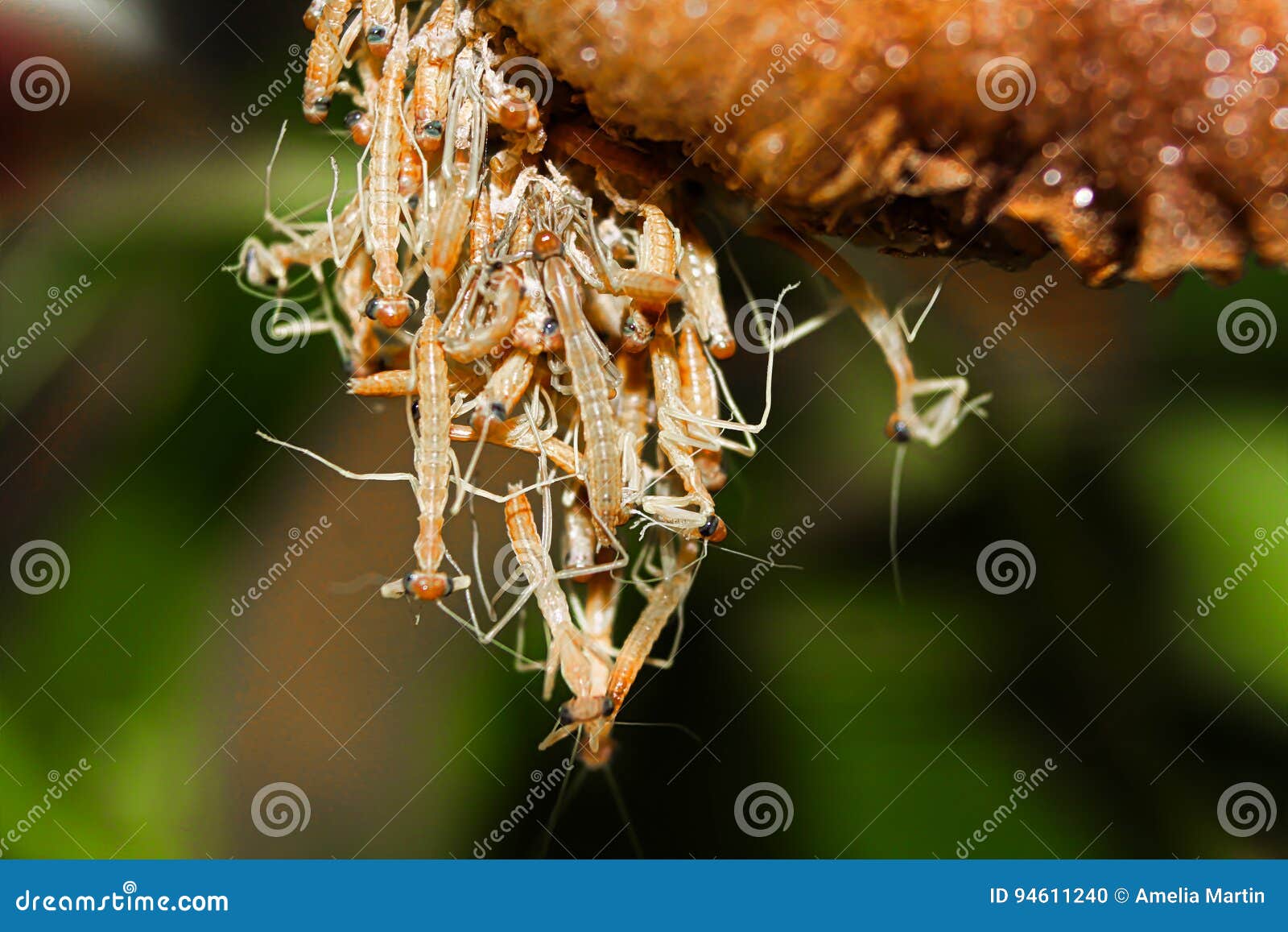 Praying Mantis Nymphs Hatching from an Ootheca Stock Photo - Image of insect, hatch: 94611240