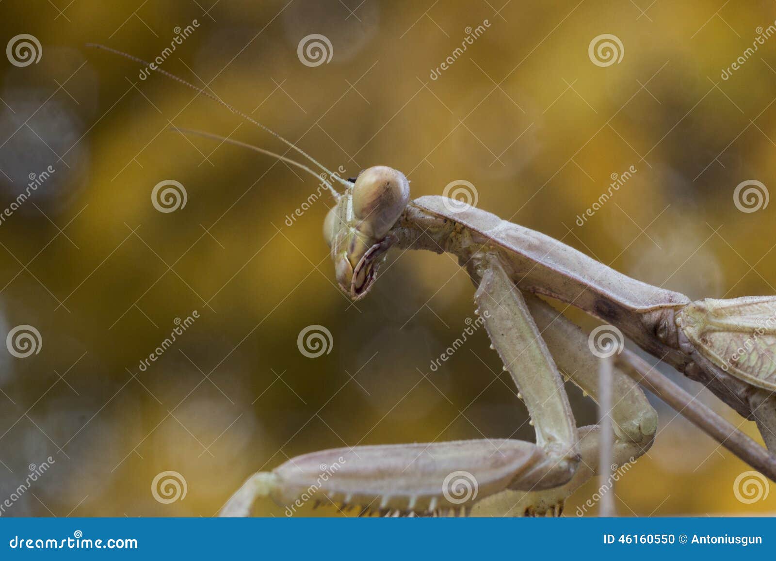 Praying mantis stock photo. Image of macro, mantis, twig - 46160550