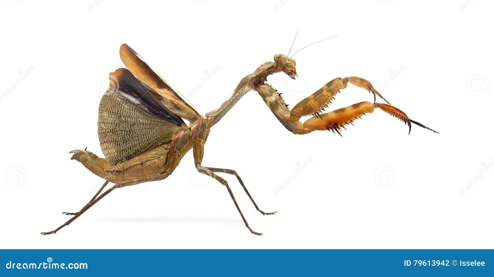 Praying Mantis - Parasphendale Sp Giant - Stock Photo - Image of ...