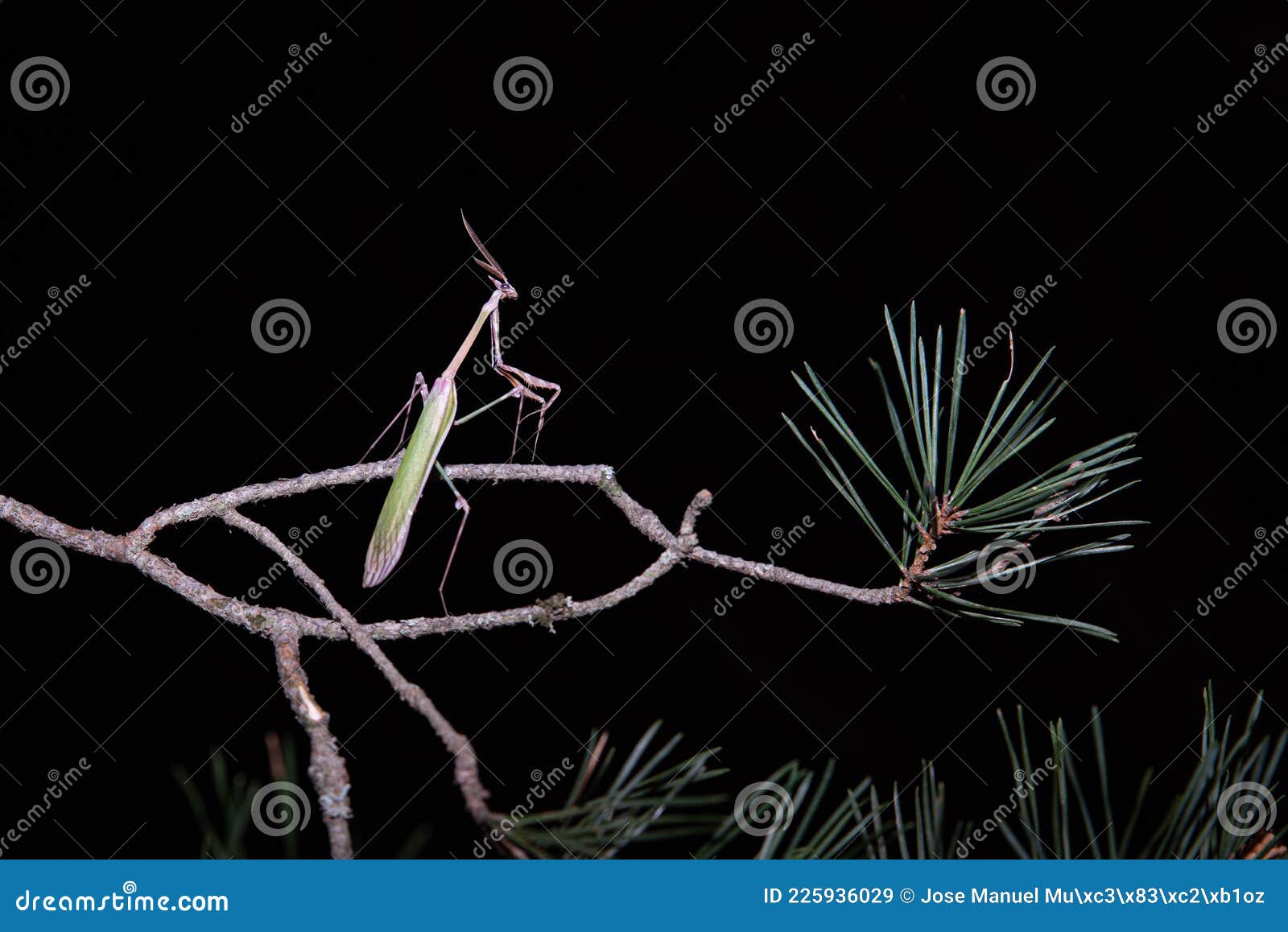 Praying Mantis Perched on a Branch Stock Image - Image of twig, mantis ...