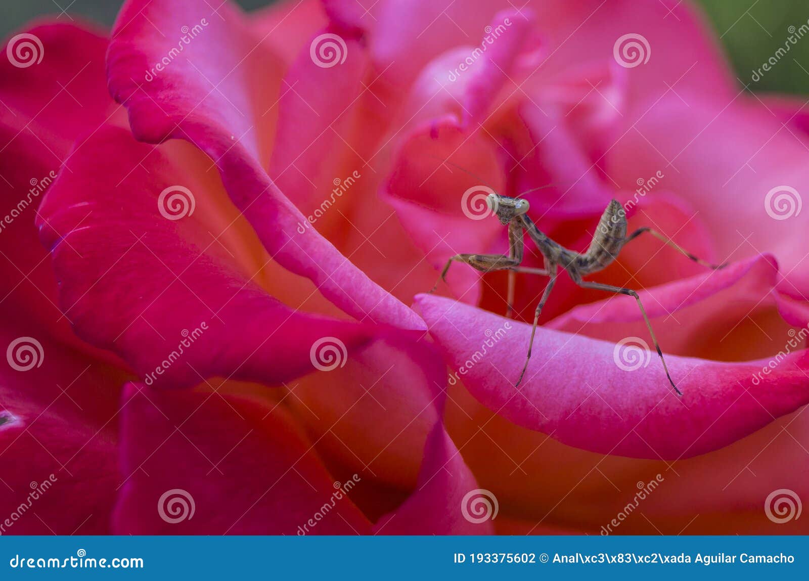 Praying Mantis Perched on a Rose Stock Photo - Image of close ...