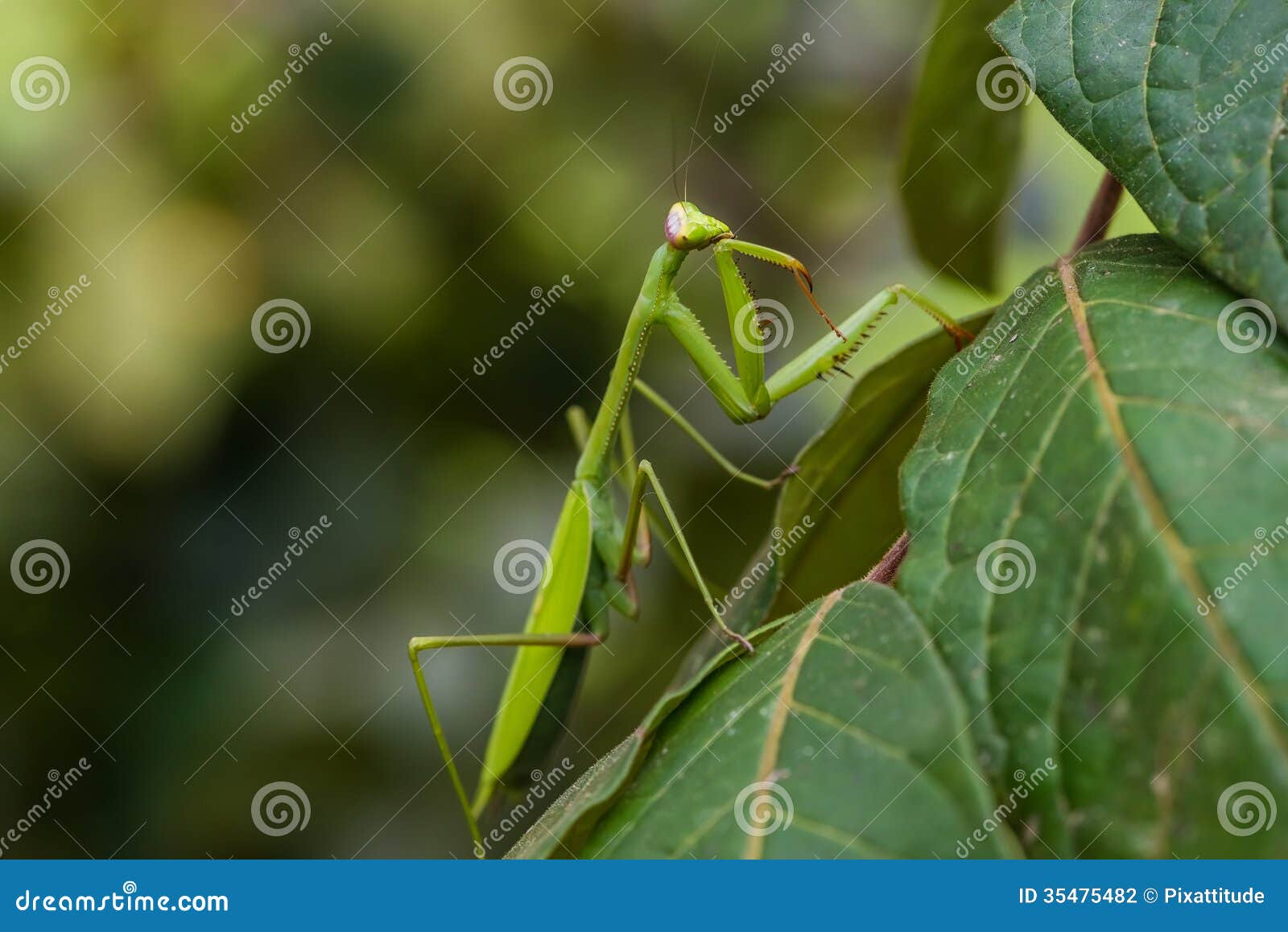Praying Mantis in the Peruvian Amazon Jungle Stock Photo - Image of ...