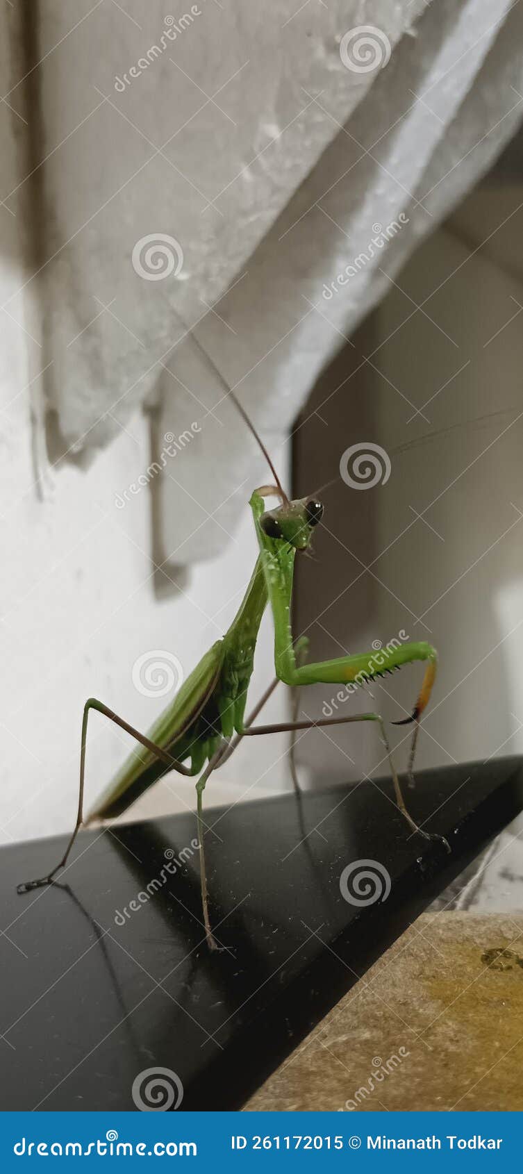 Praying Mantis Photographer Stock Image - Image of photographer, mantis ...