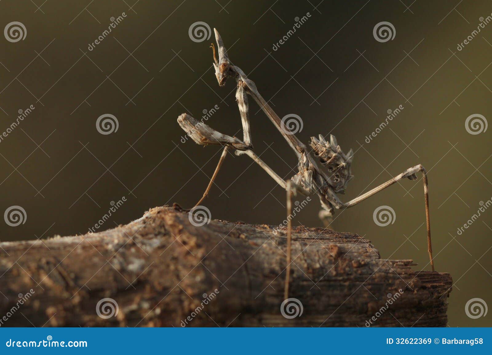 Praying mantis stock image. Image of arthropod, compound - 32622369
