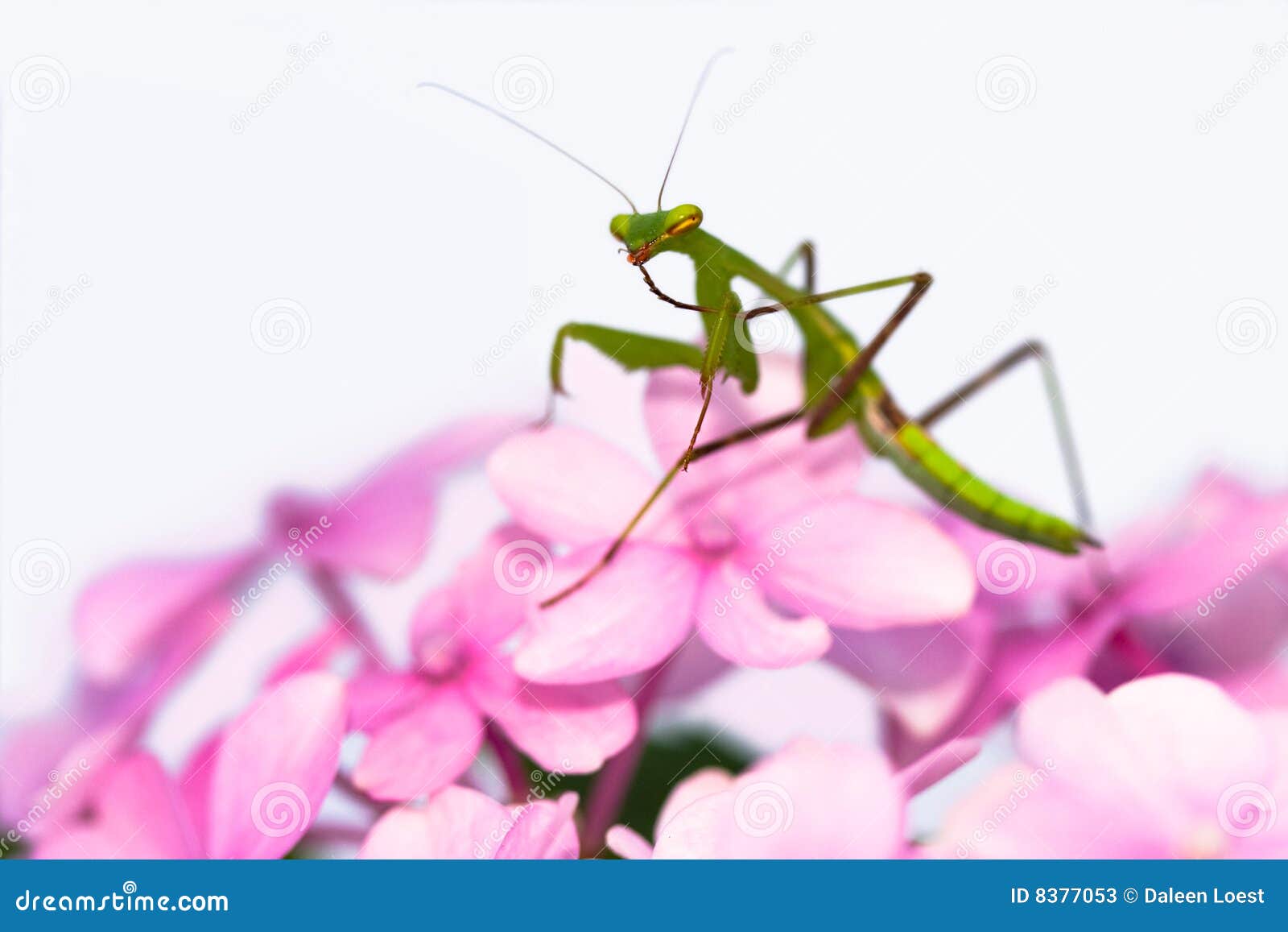 Praying Mantis Pink Flower Sideview Stock Image - Image of focus, white ...