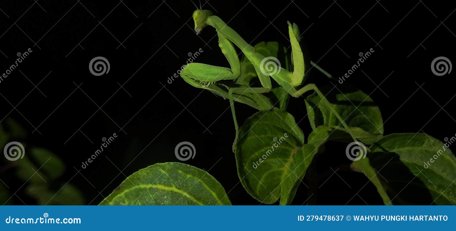 Praying Mantis on a Plant at Night Stock Image - Image of moonlight ...