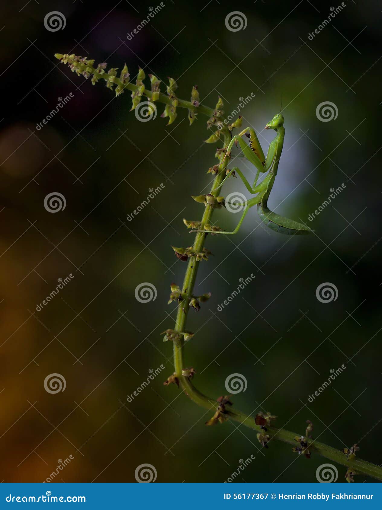 Praying mantis on plant stock image. Image of power, insect - 56177367