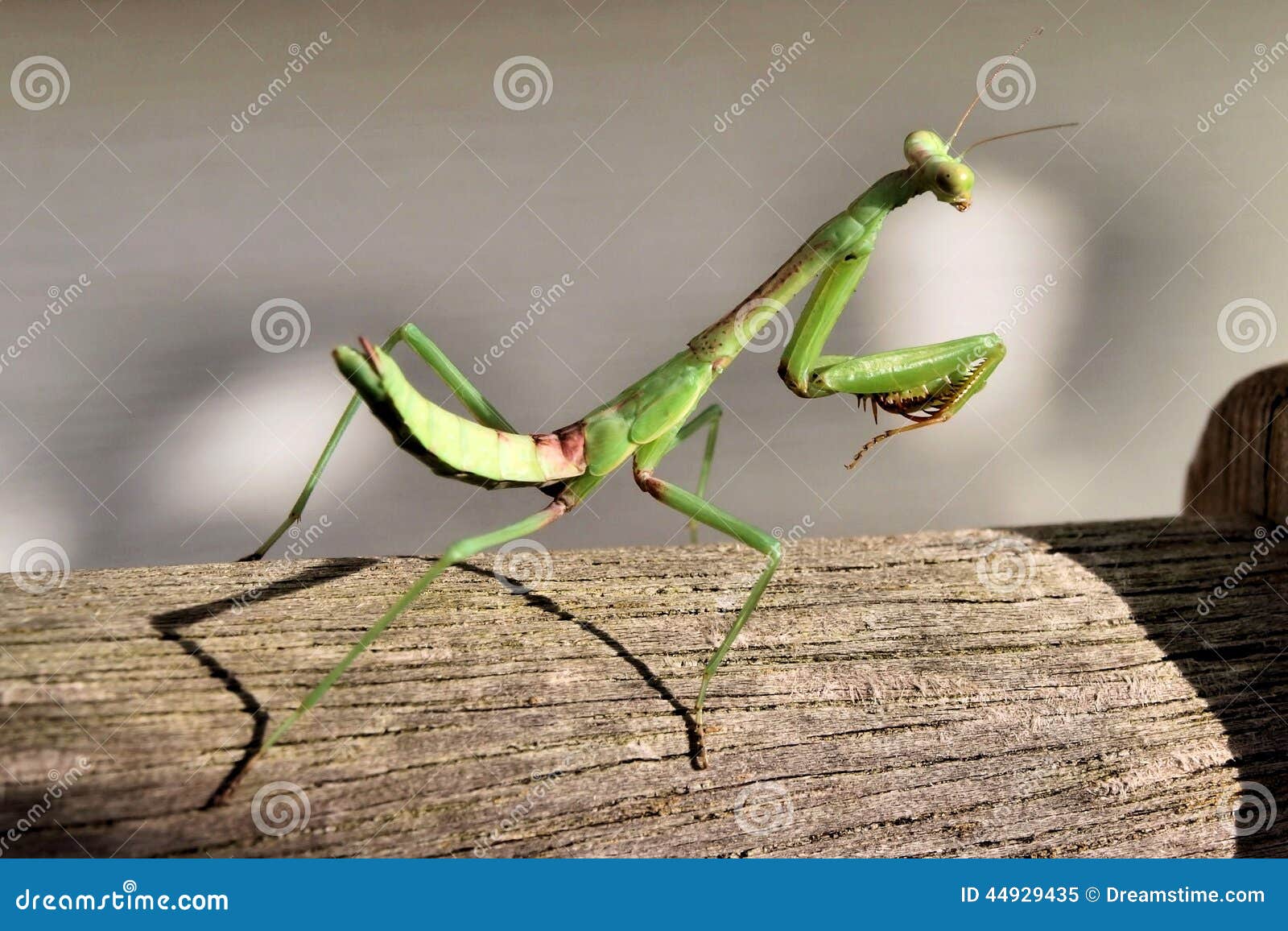 Praying Mantis stock image. Image of critter, bench, portrait - 44929435