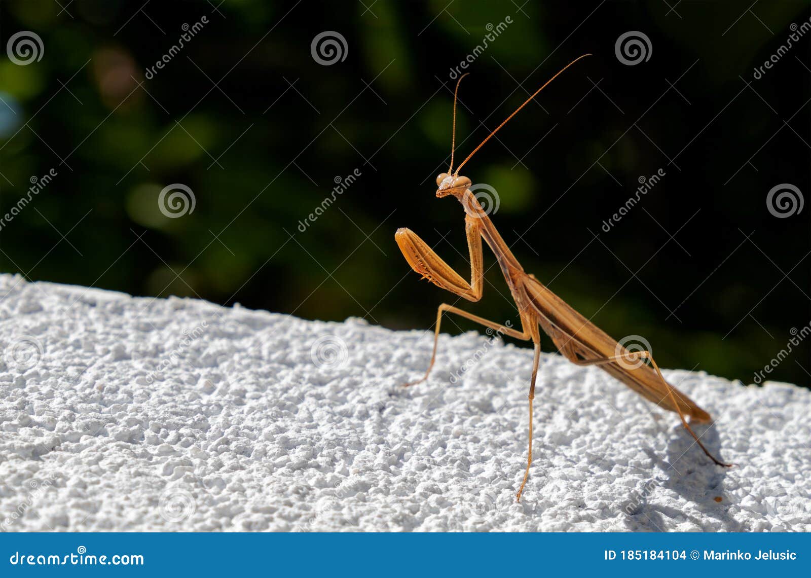 Praying mantis posing stock photo. Image of peaceful - 185184104