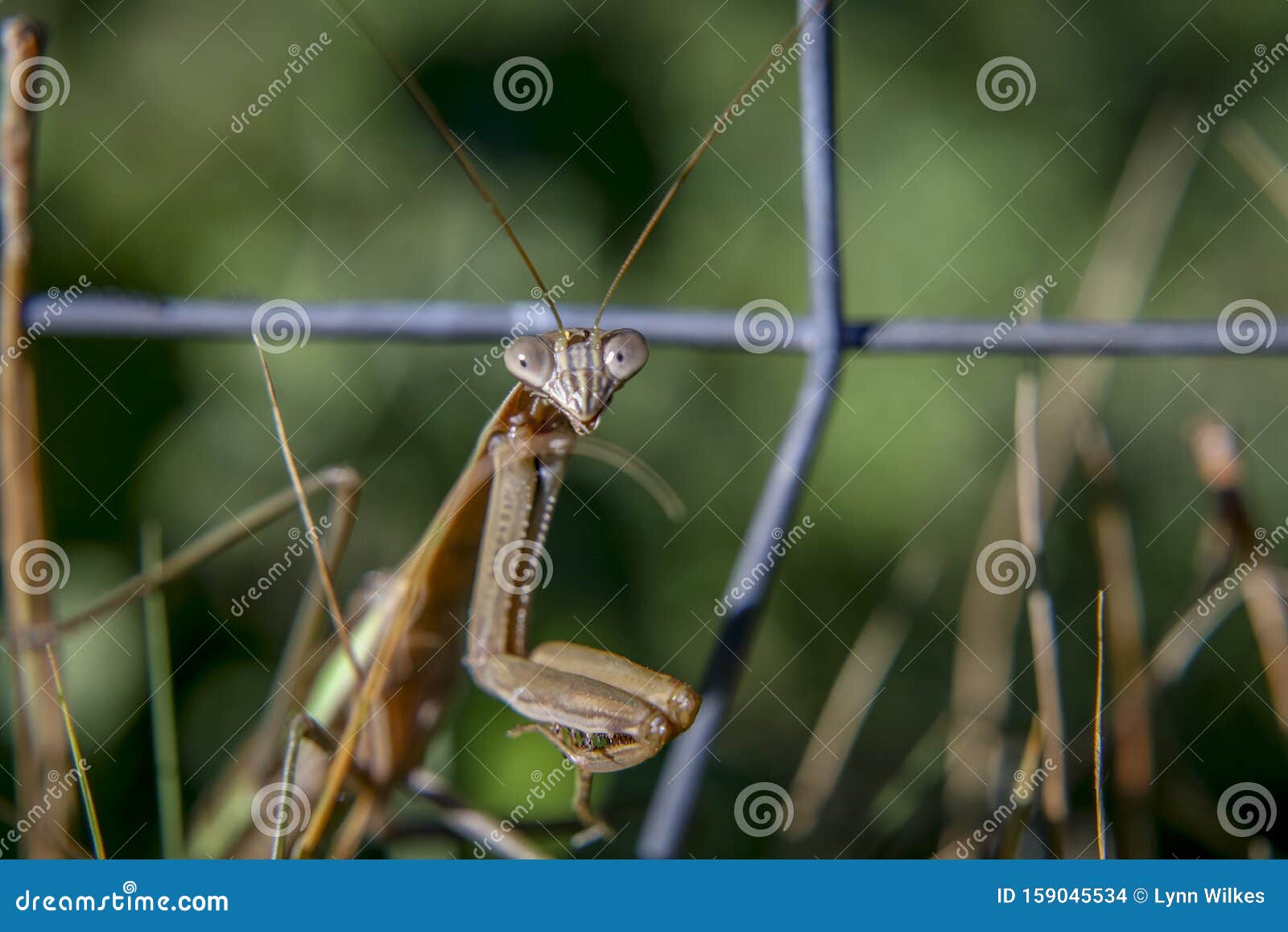 Praying mantis posing stock photo. Image of praying - 159045534