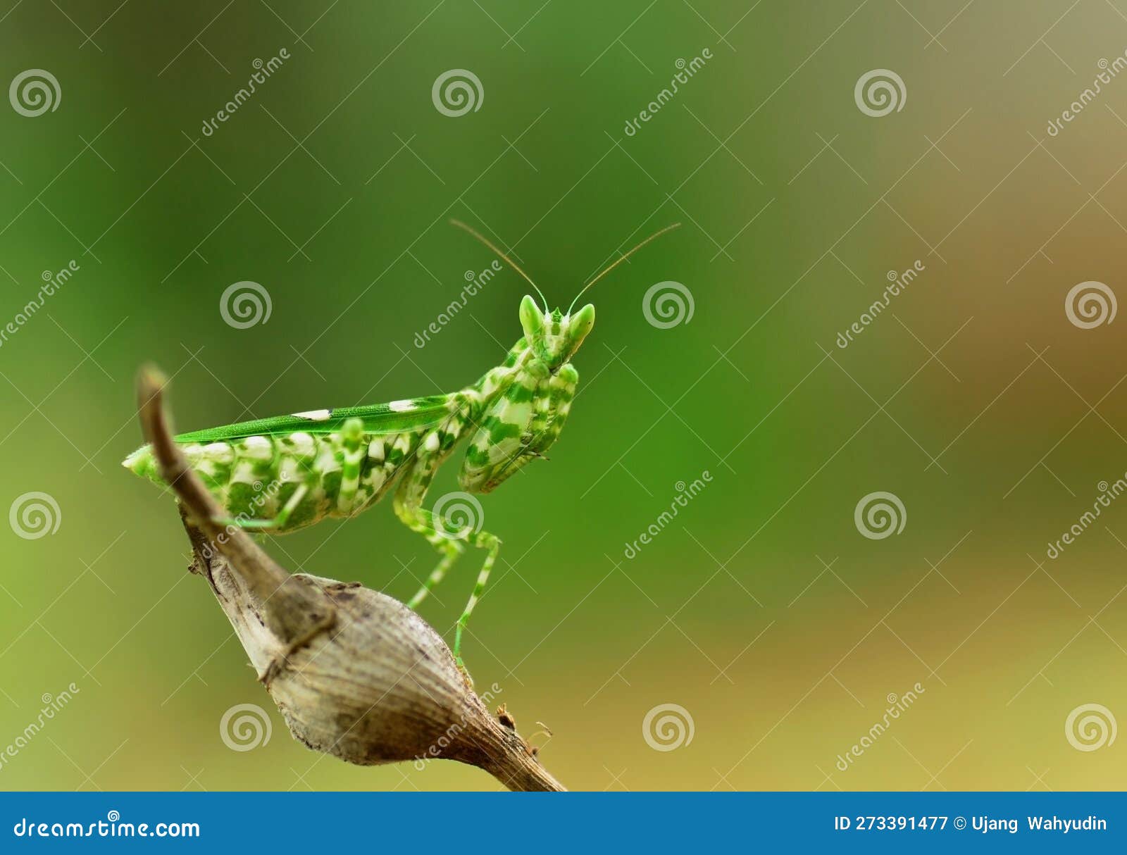 Praying Mantis,Mantis,Mantes Stock Image - Image of mantis, natural ...