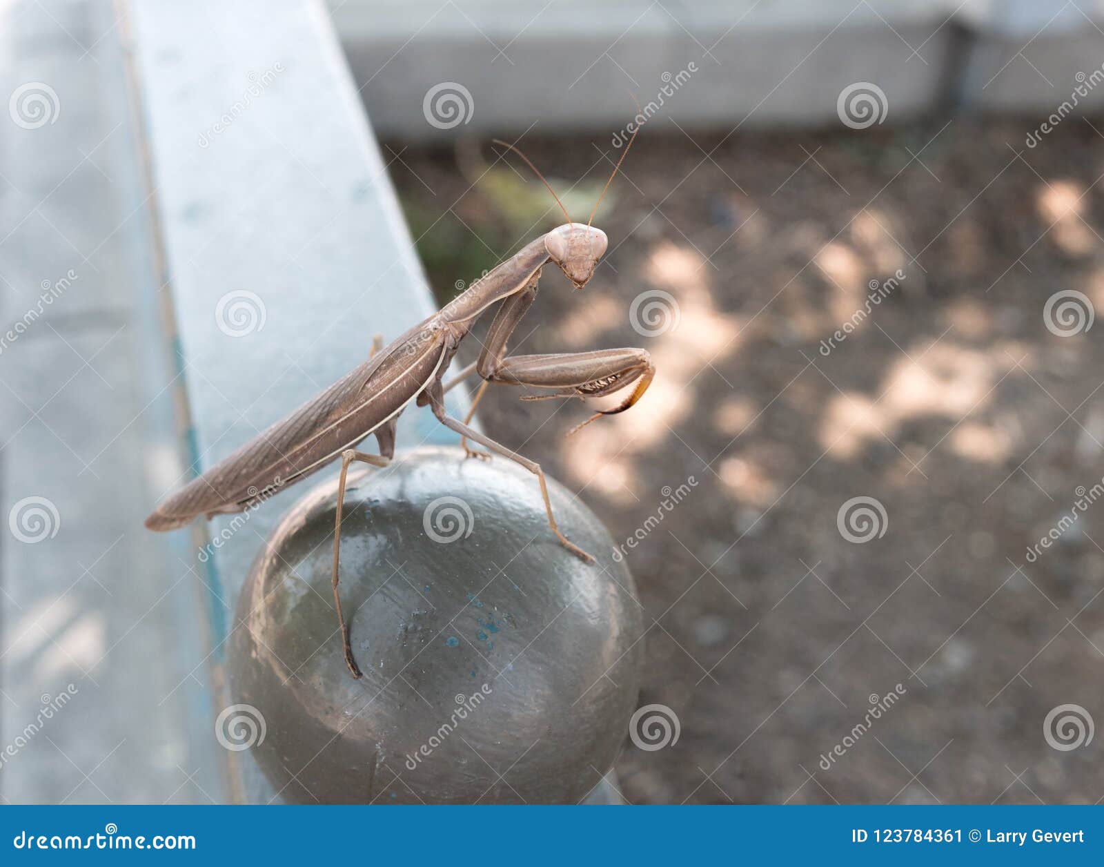 Praying Mantis posing stock image. Image of animal, blend - 123784361