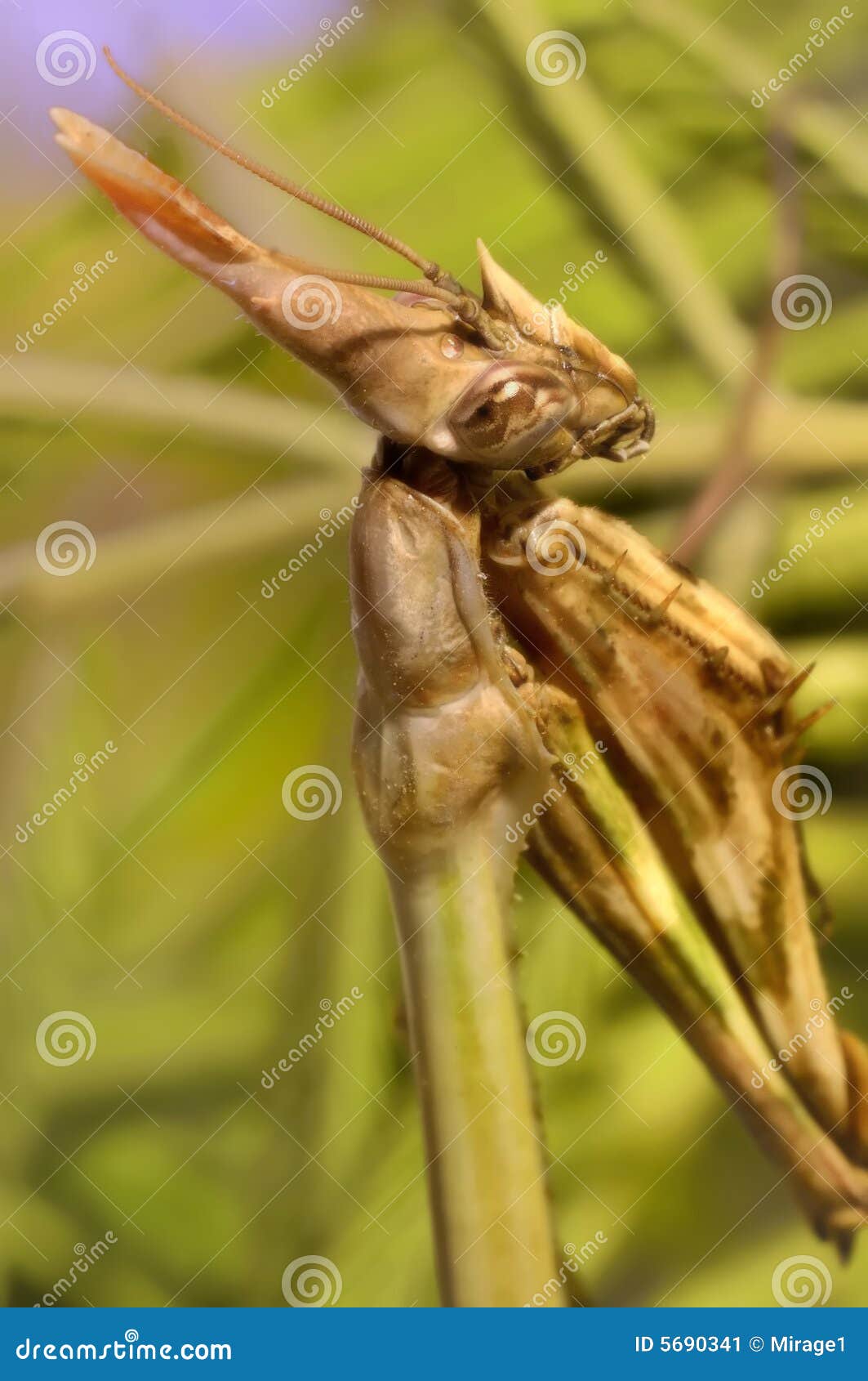 Praying Mantis Praying stock image. Image of prayer, camouflage - 5690341