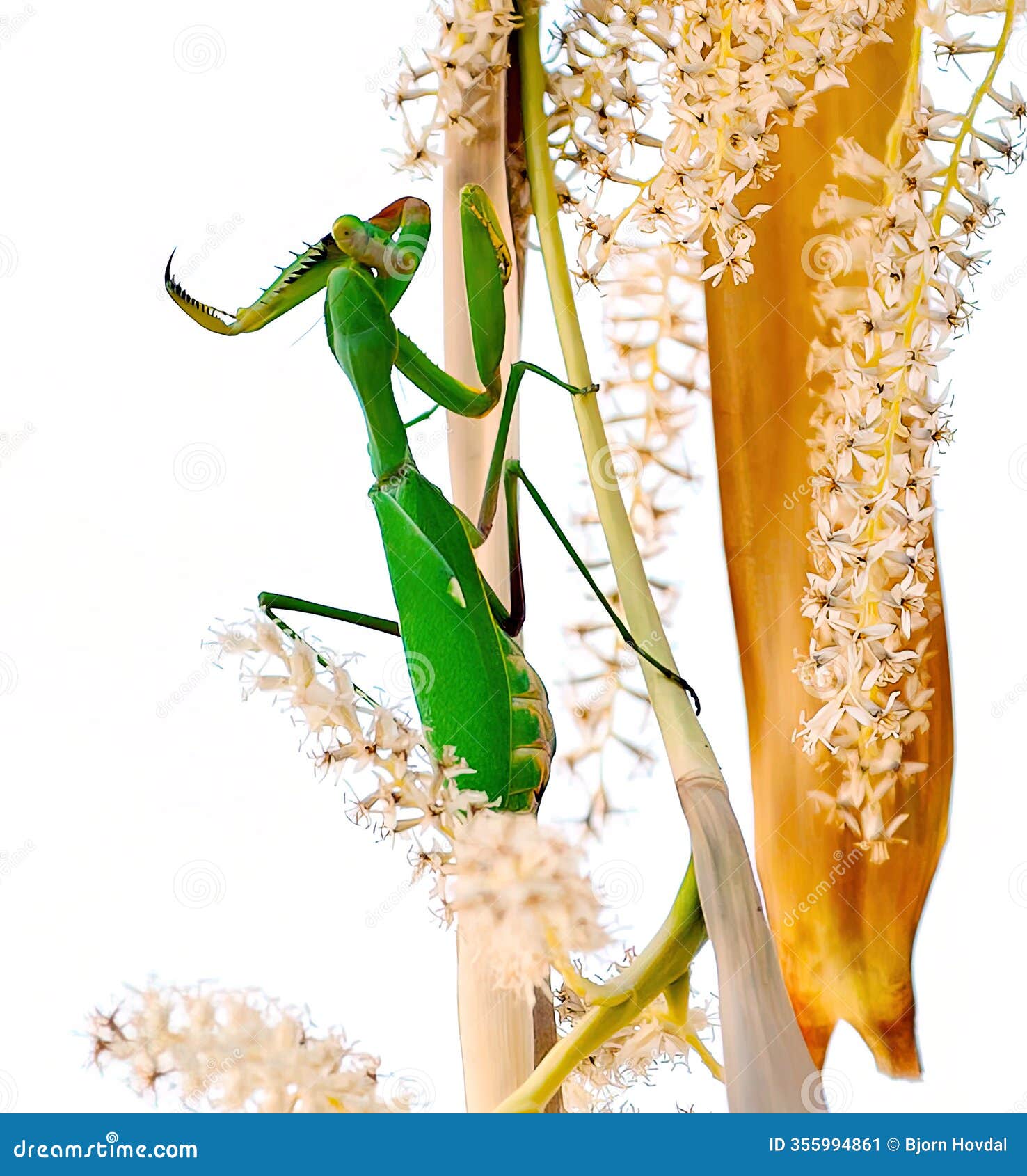 Praying Mantis stock image. Image of praying, green - 355994861
