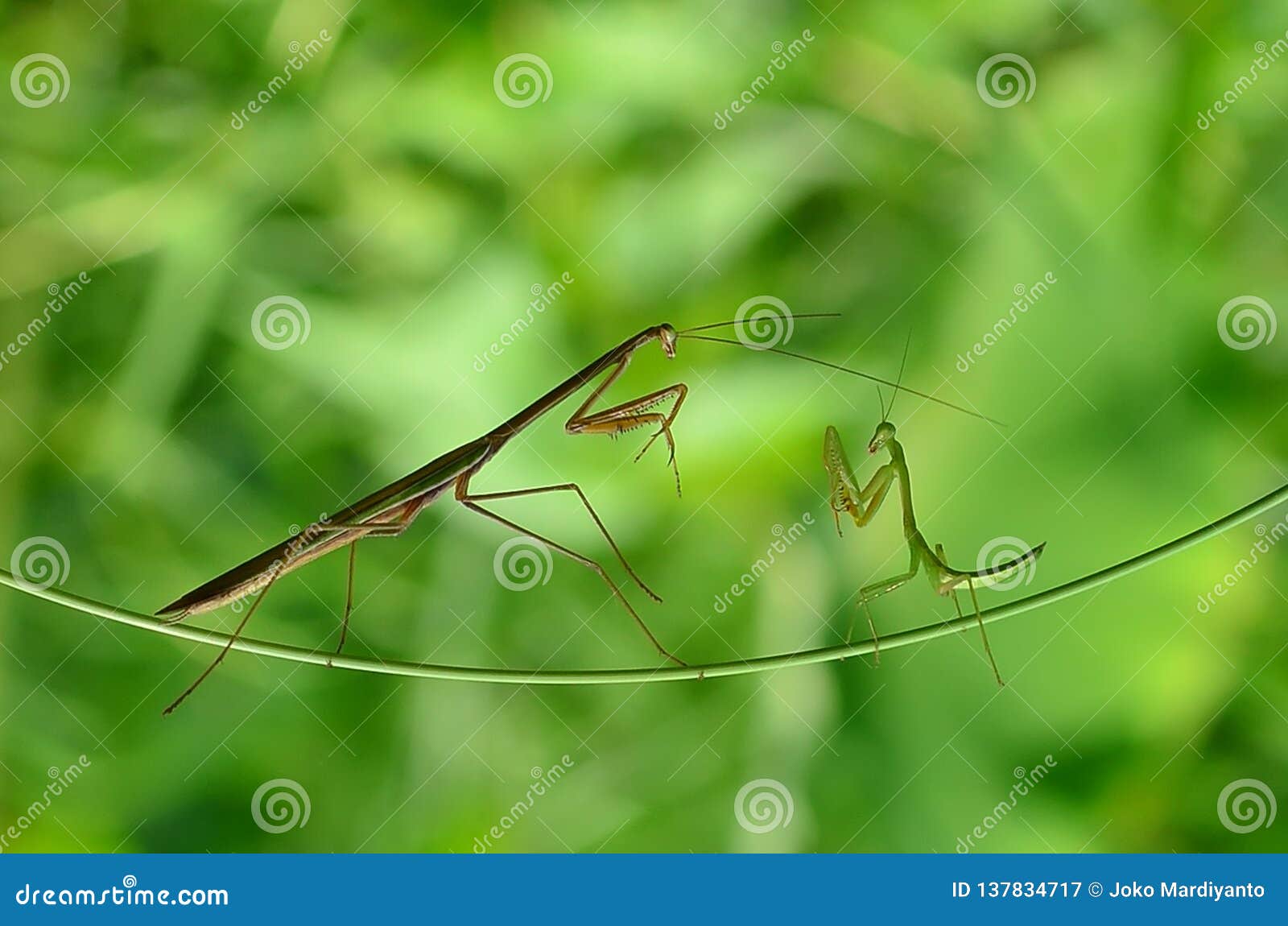 Praying Mantis Stock Images - Download 6,441 Royalty Free Photos