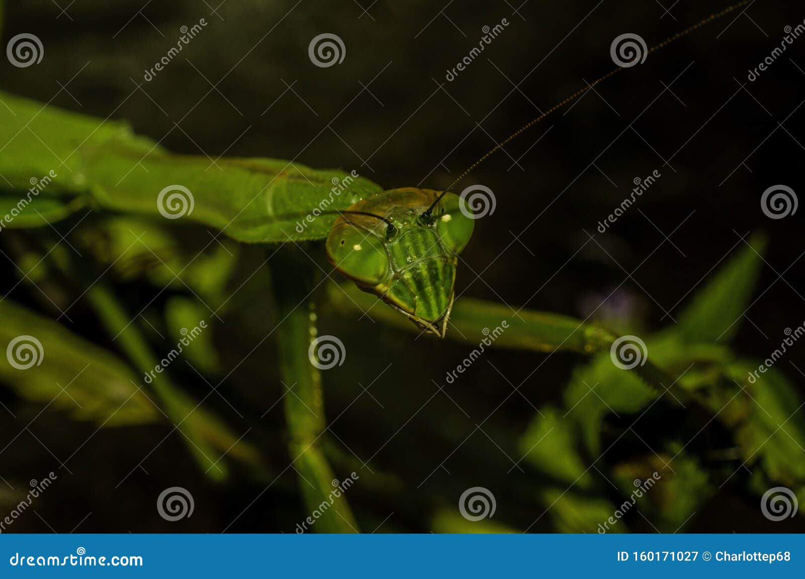 Praying mantis stock image. Image of hungry, prey, northern - 160171027